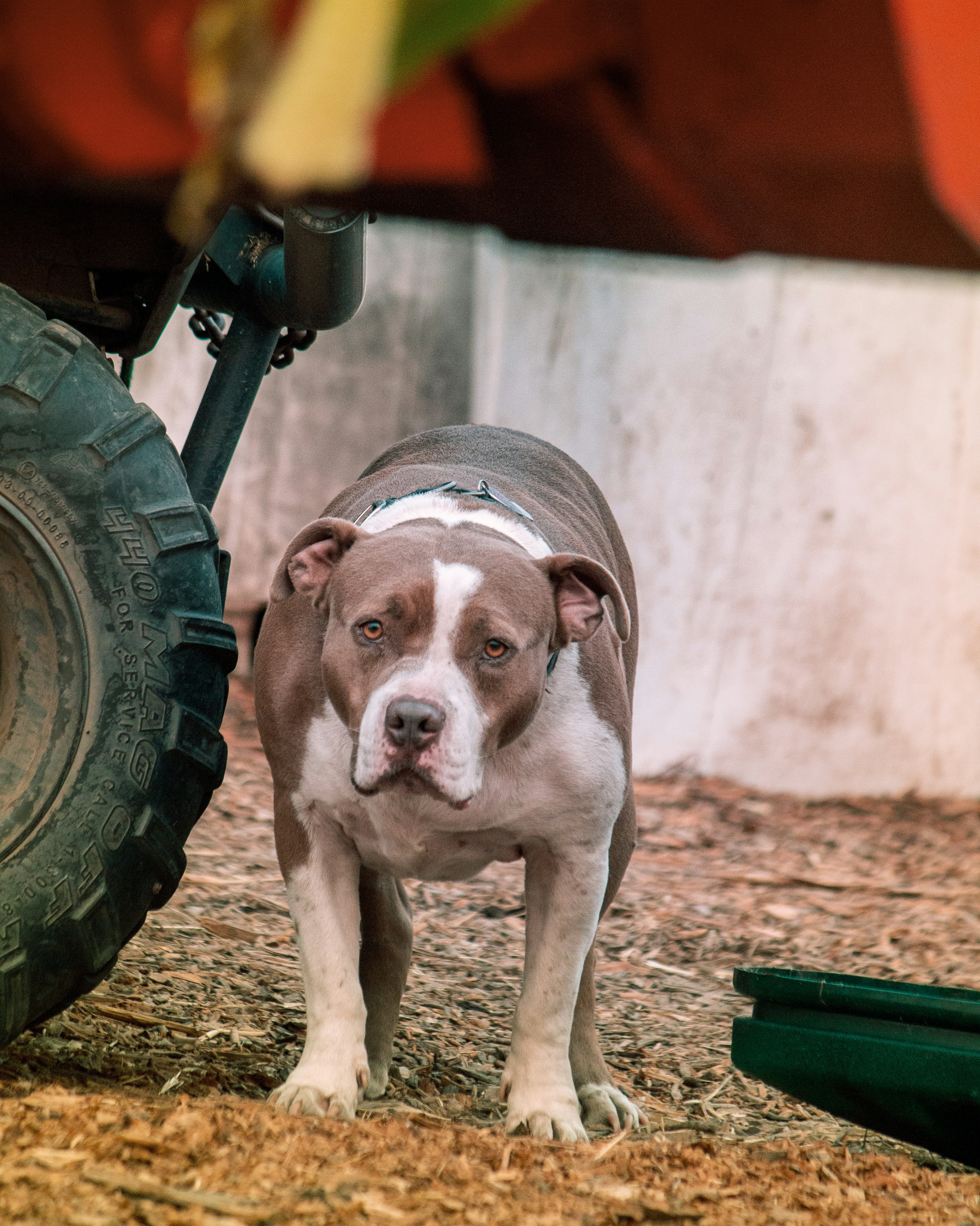 Grounded Gaze Beneath the Wheel: A Pit Bull's Quiet Stance