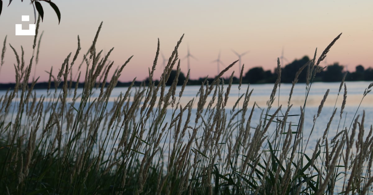 Green Grass Near Body Of Water During Sunset Photo Free Hamburg Image