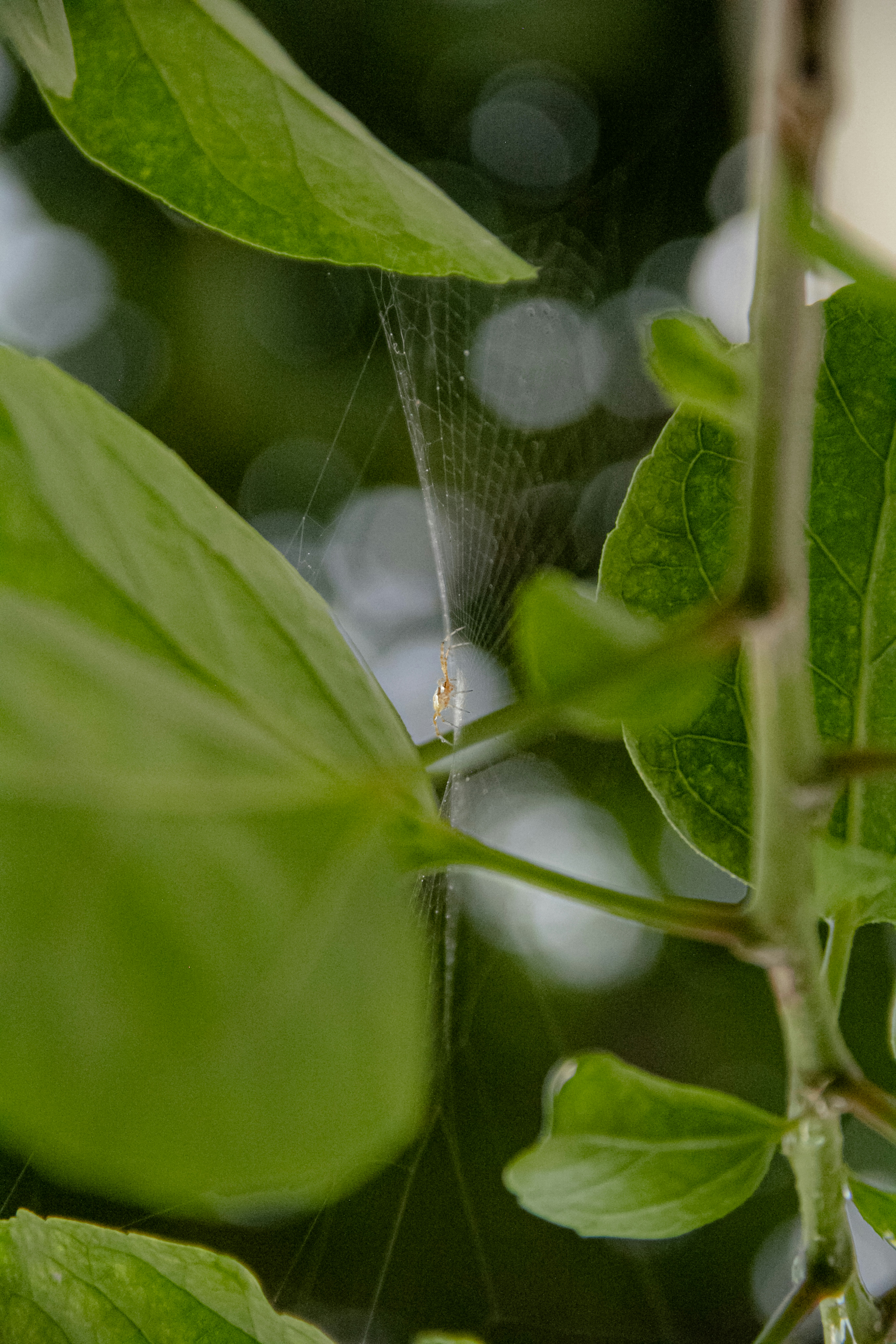 Delicate spider web glistening between green leaves, showcasing the artistry of nature's craftsmanship.