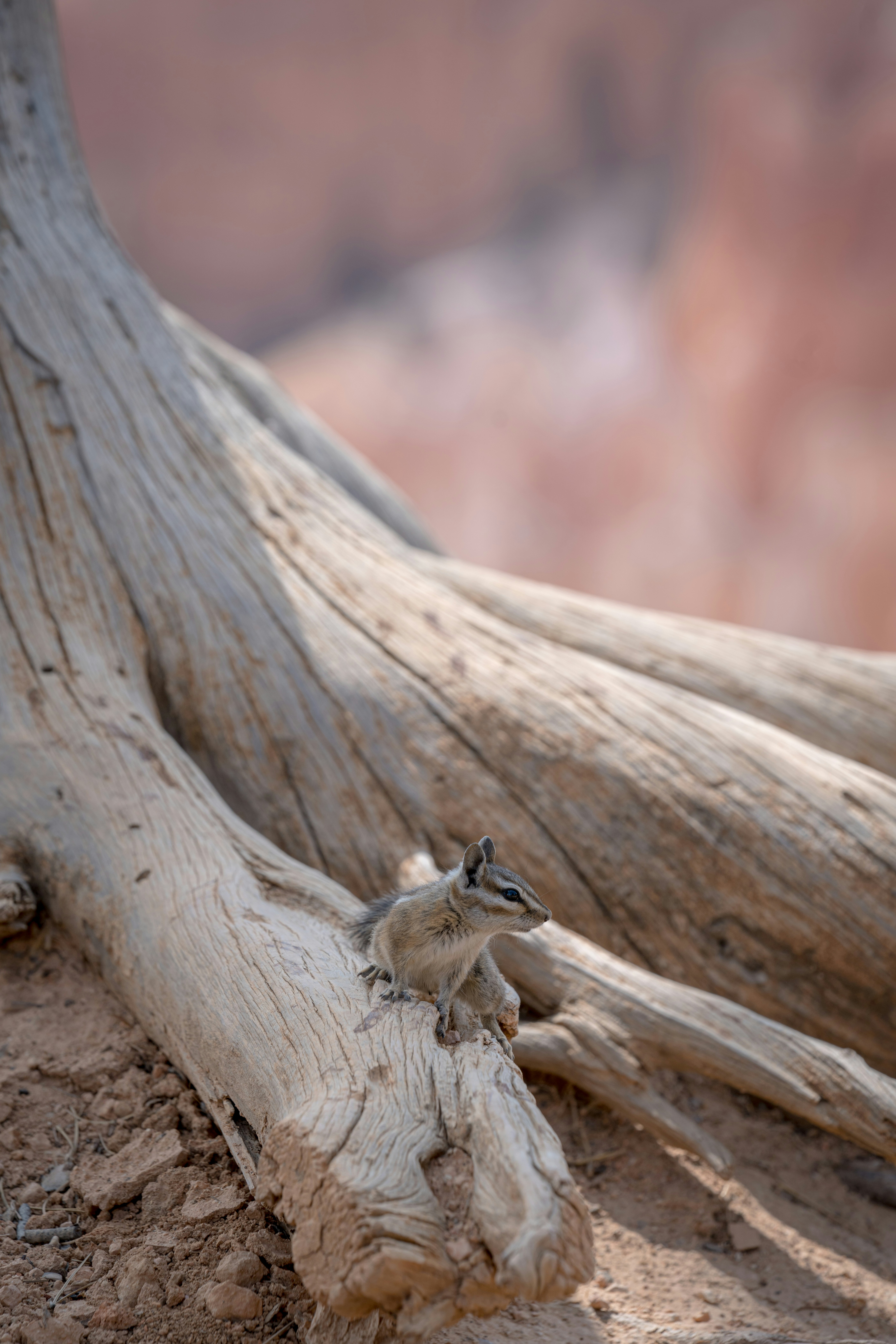 Chipmunk on Wind-Worn Driftwood in a Desert Canyon