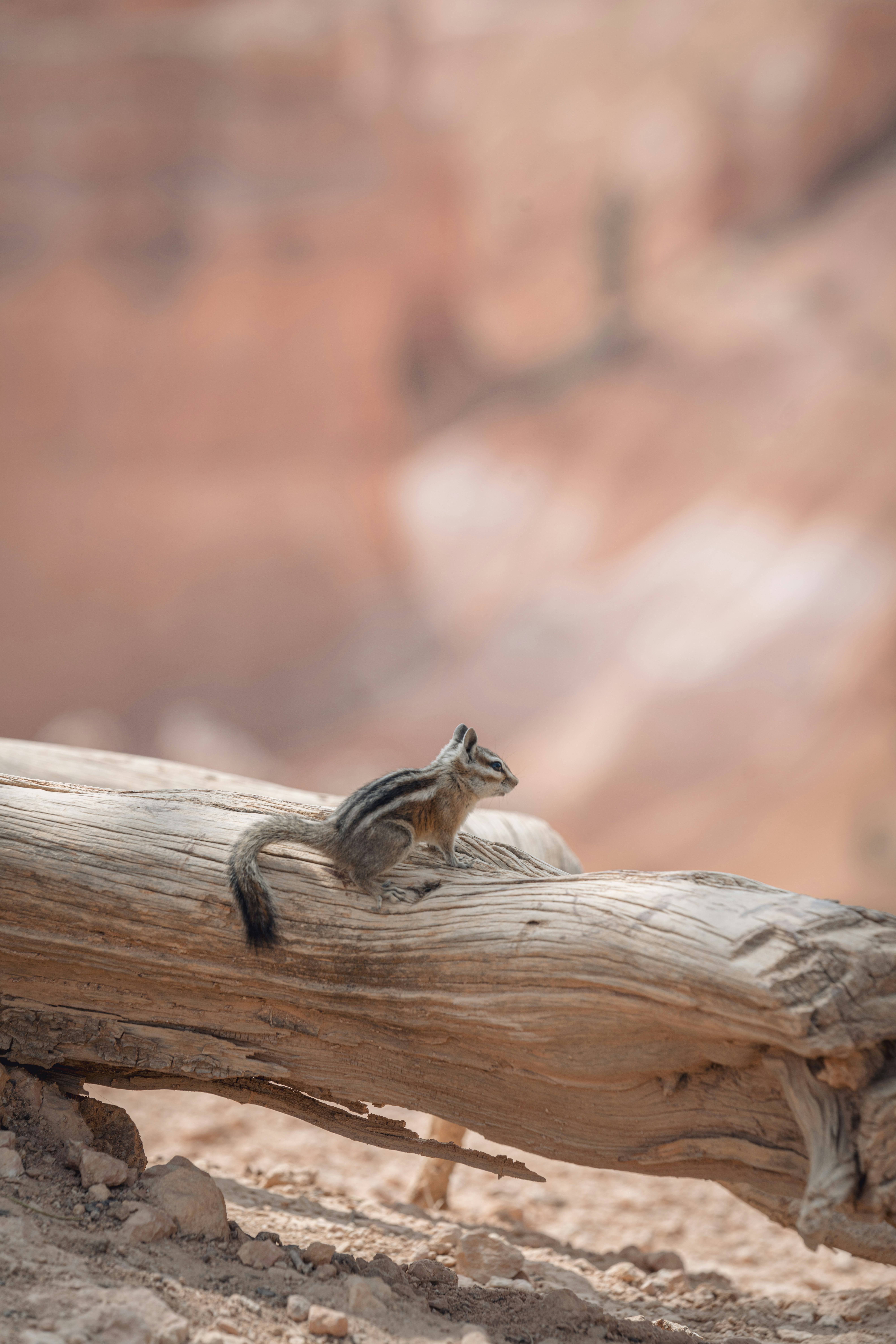 Chipmunk Overlook: A Curious Sentry on a Weathered Log