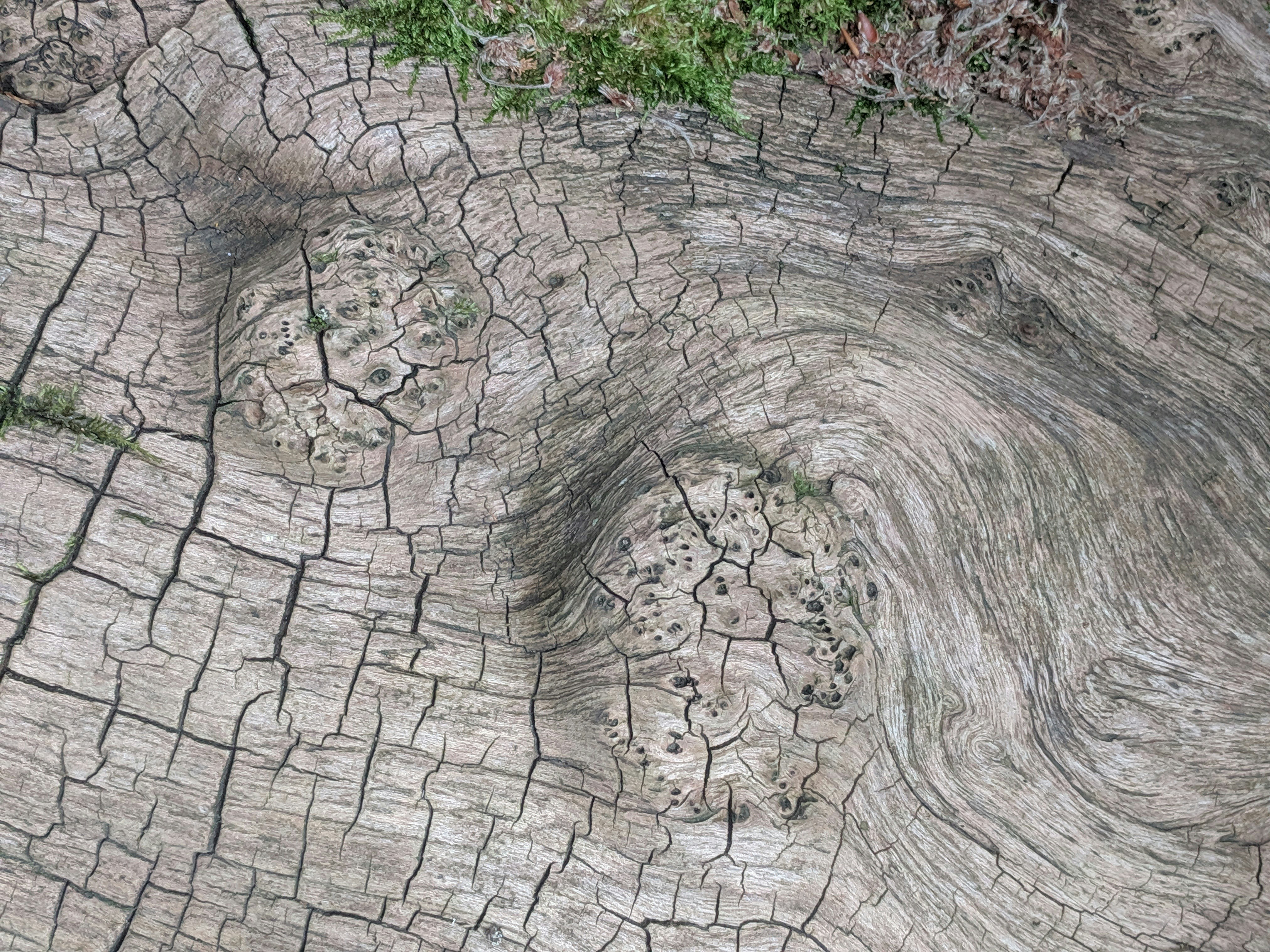 Time-Threaded Rings: Close-Up of a Weathered Wood Spiral