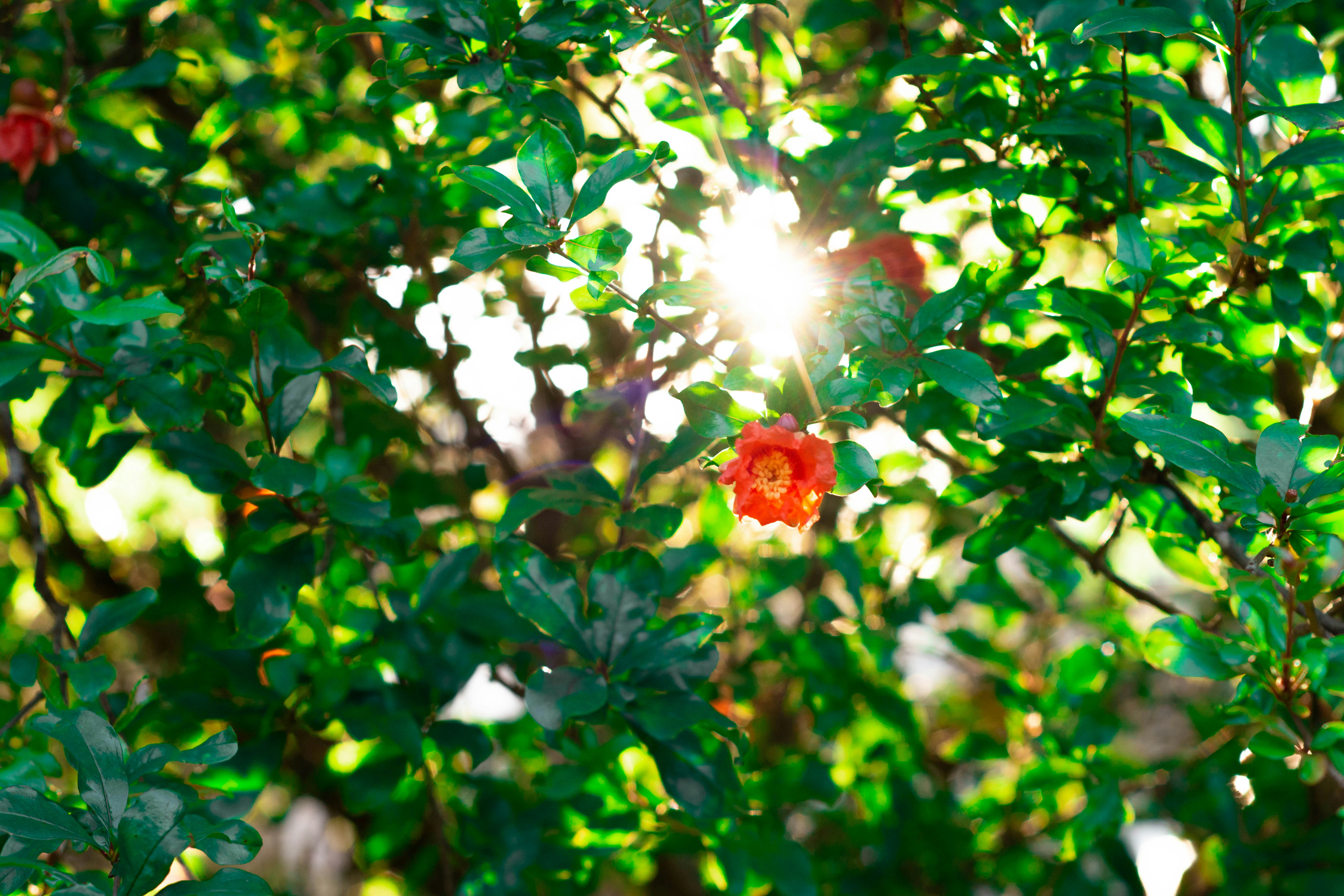 red flower with green leaves