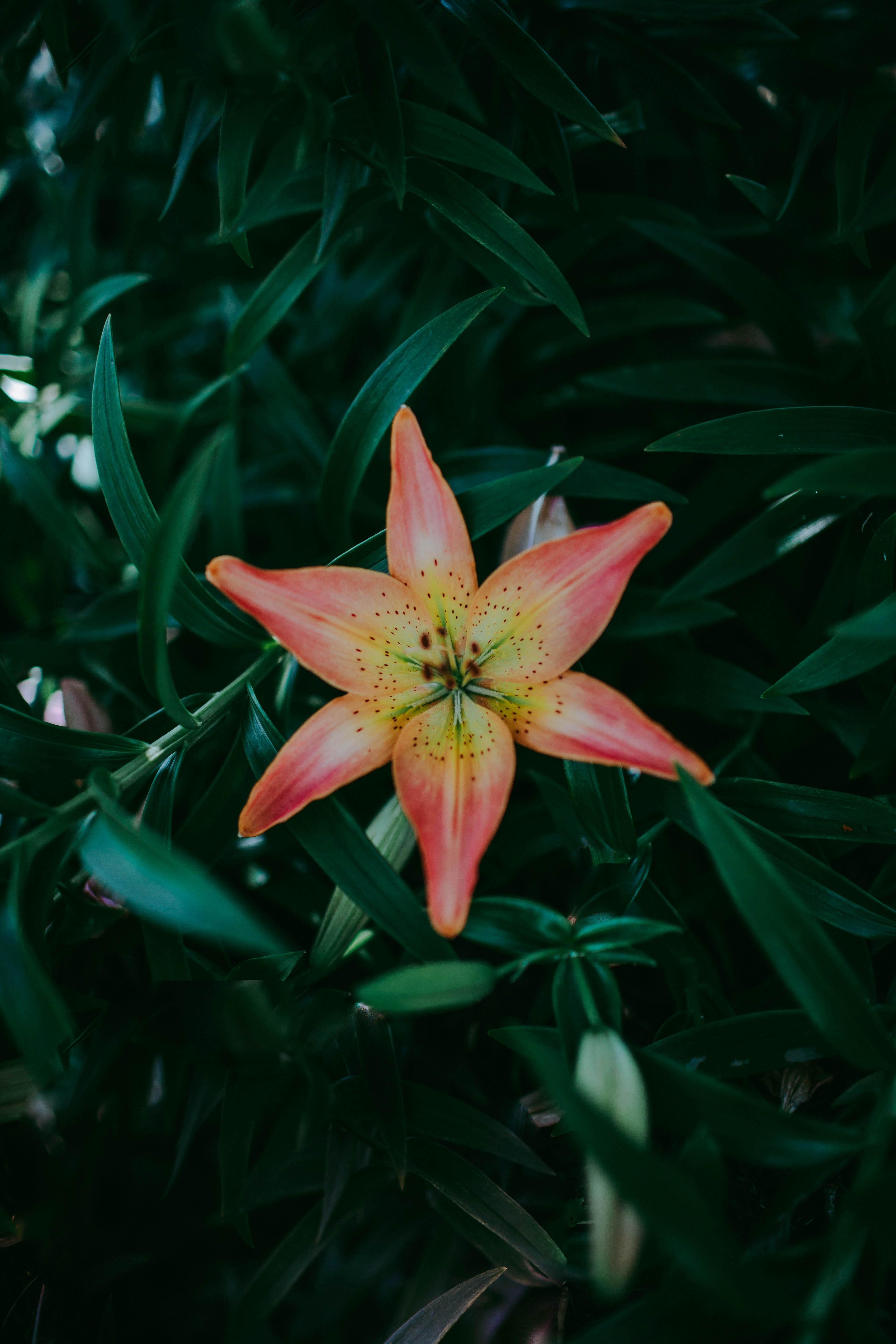 Simple Flower Pictures | Download Free Images on Unsplash