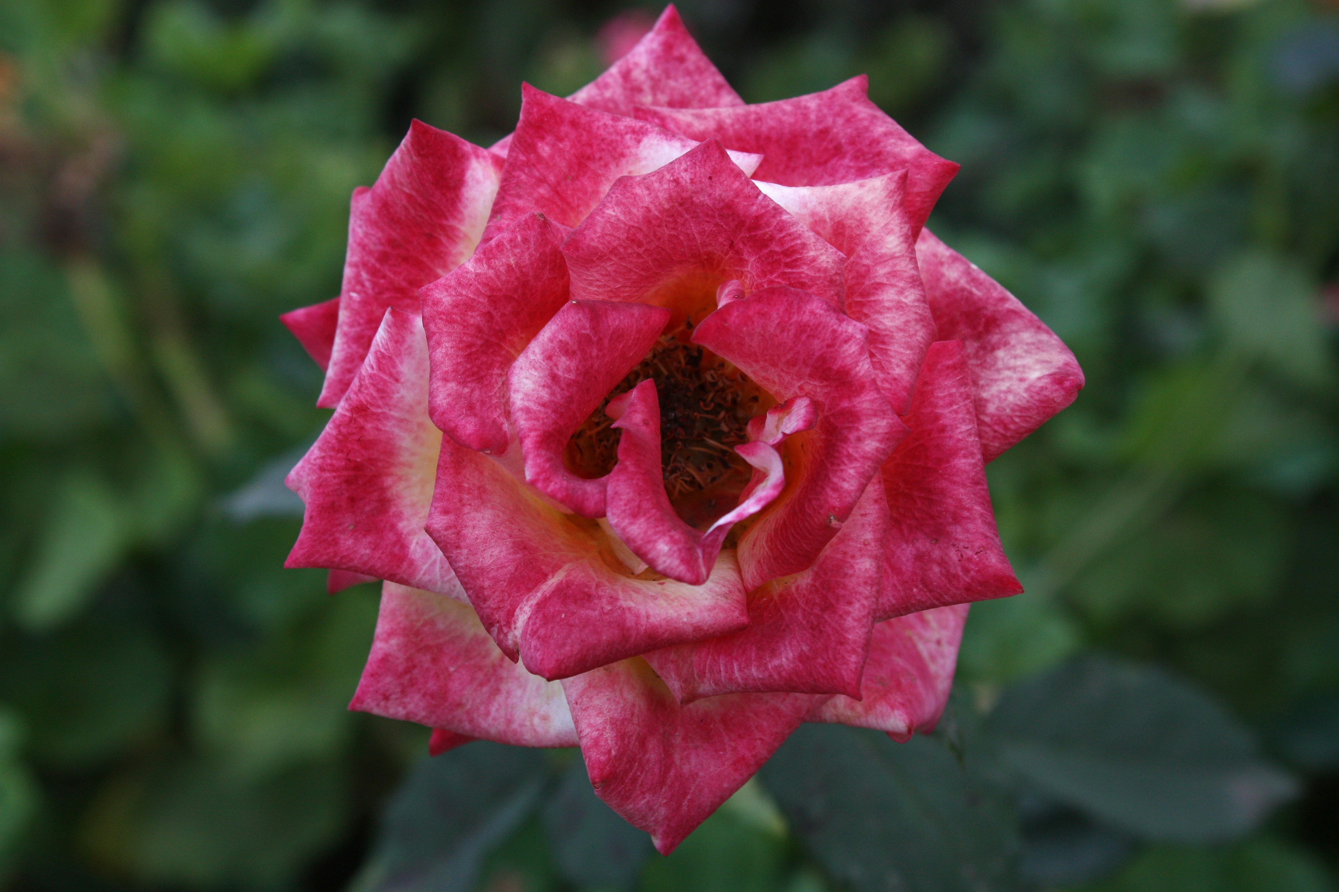 pink rose in bloom during daytime