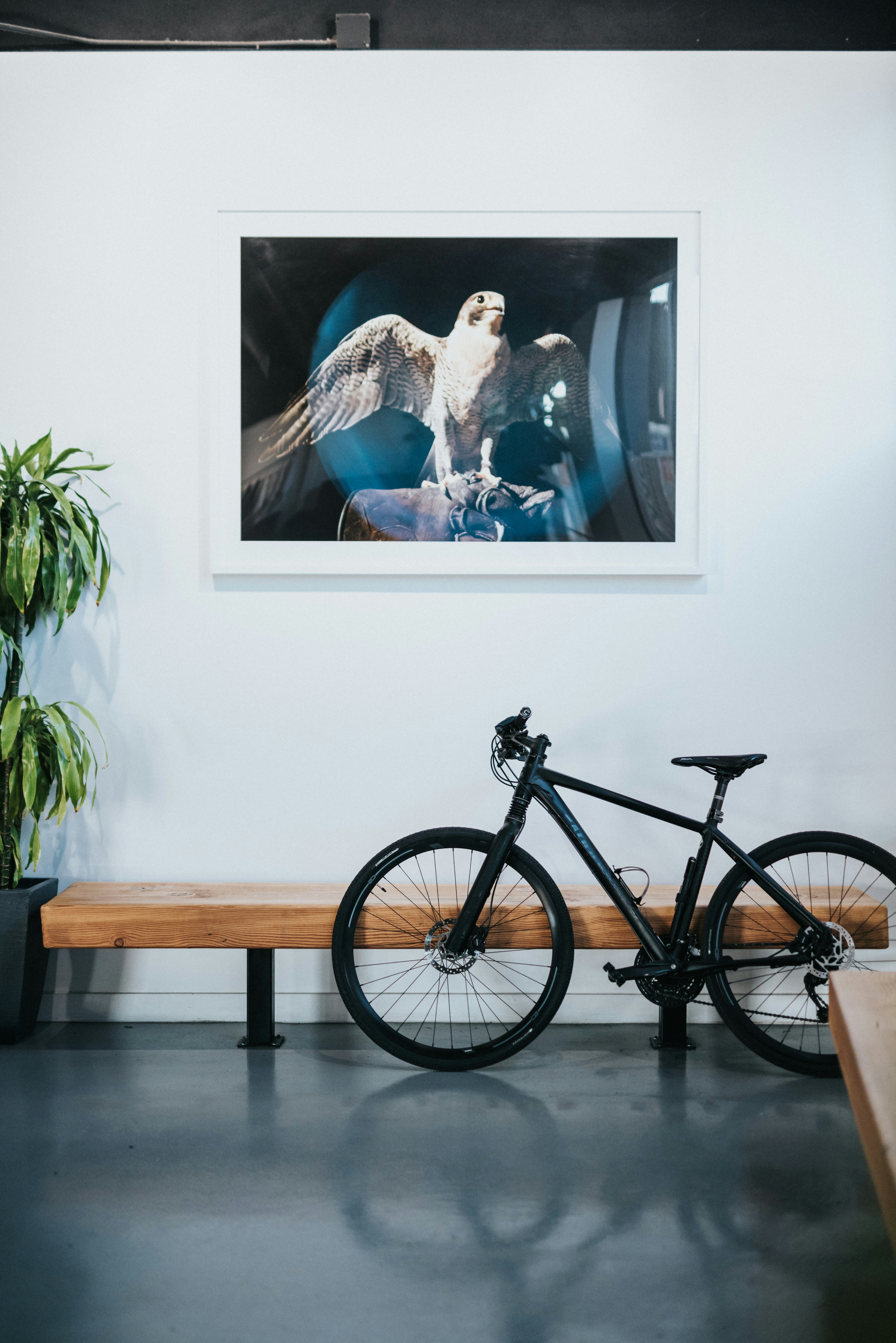 A black bicycle rests against a wooden bench beneath a framed photograph of a falcon, blending urban life with wildlife aesthetics.