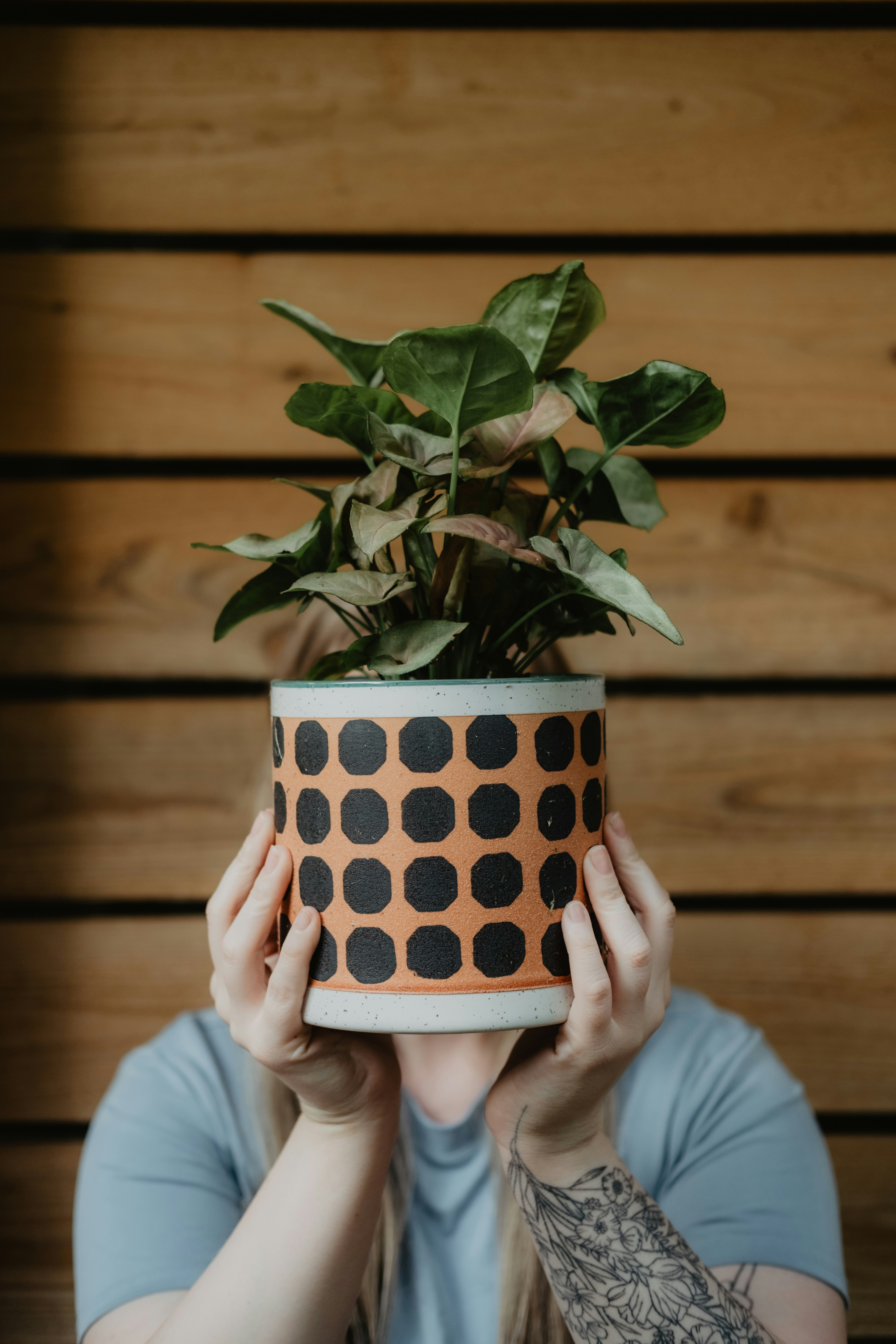 person holding white and black polka dot cup