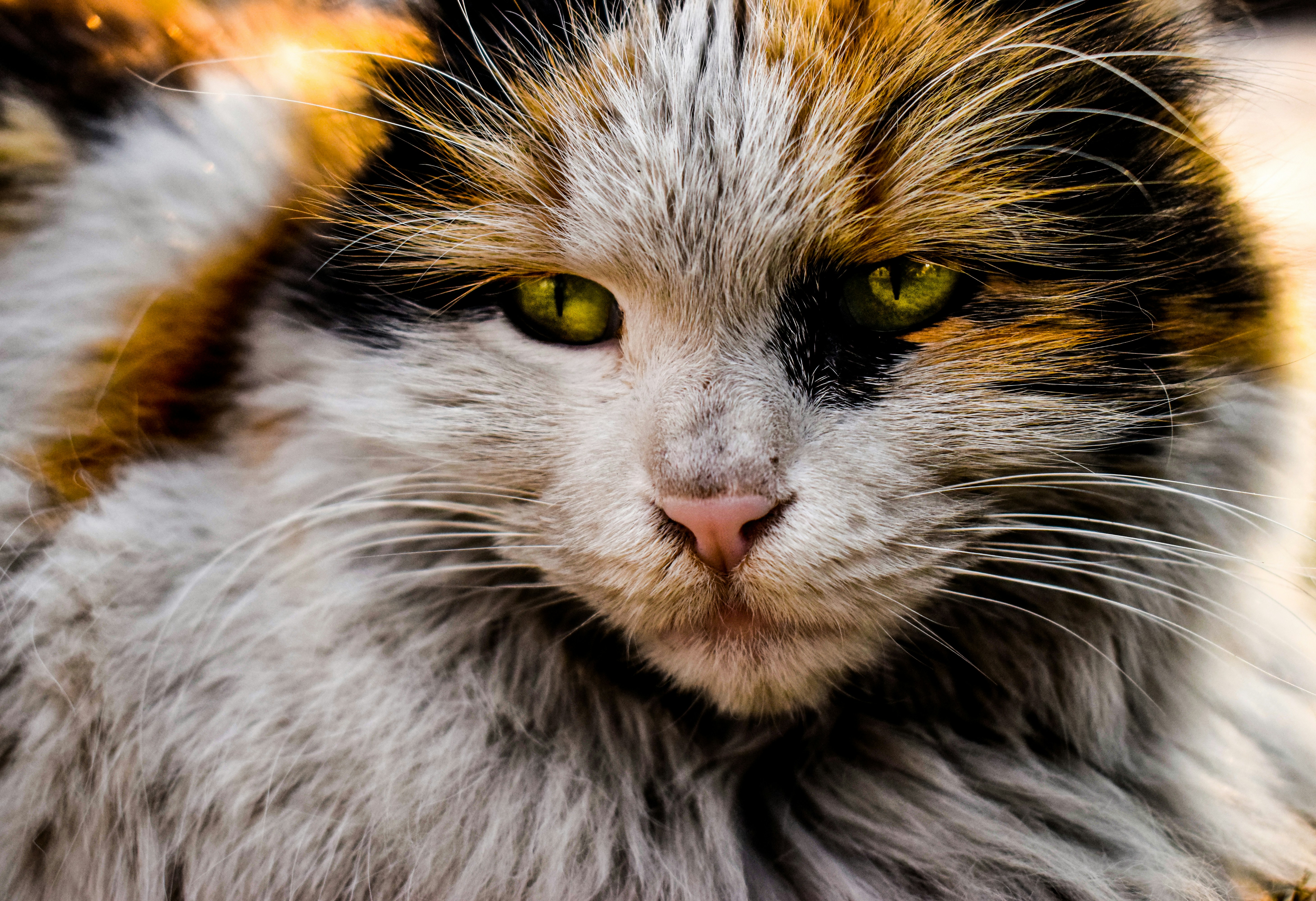 Glimmer in the Calico Gaze: sunlit close-up portrait of fur and eyes