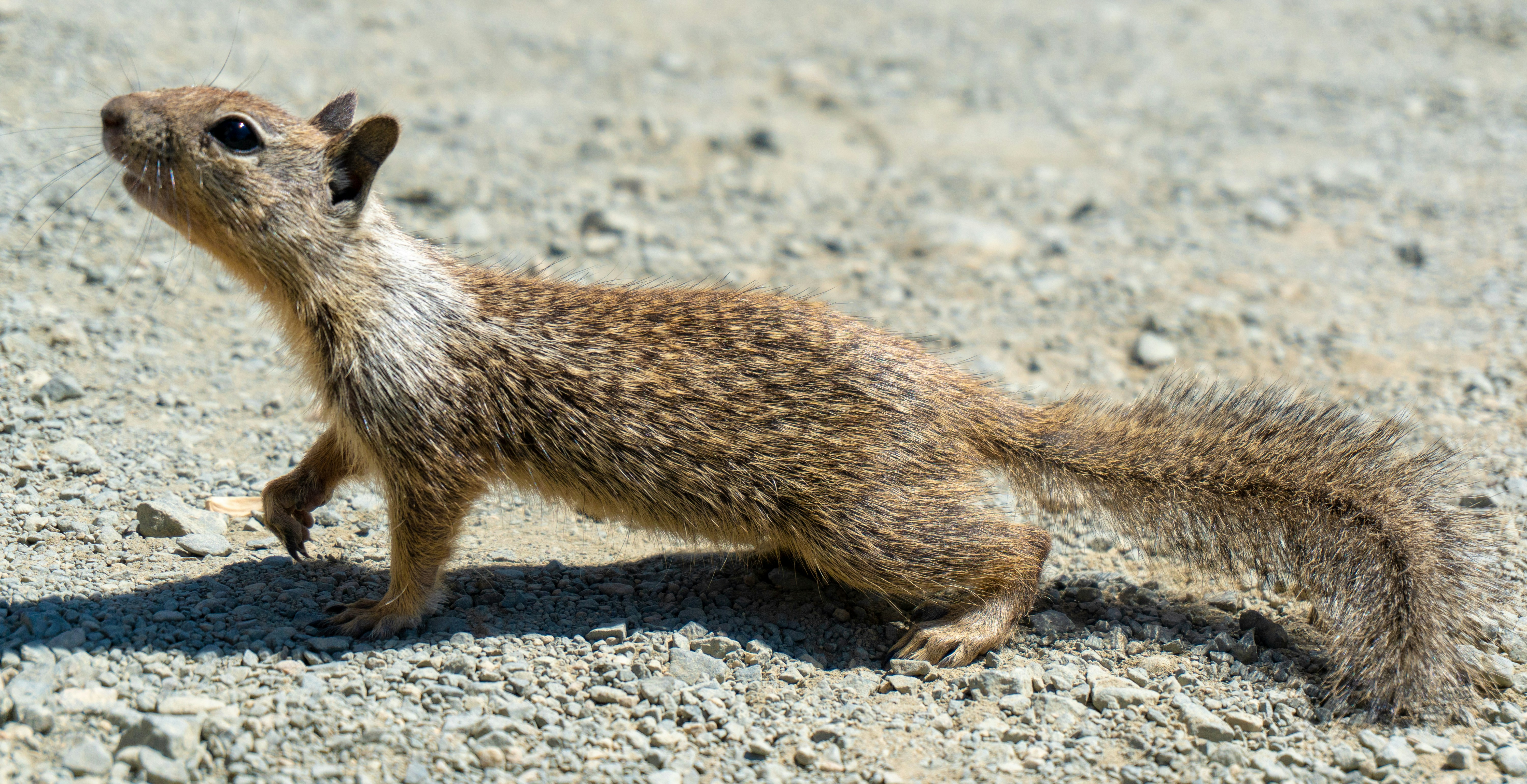 A small squirrel pauses mid-stride on a gravel path, showcasing its textured fur and inquisitive expression.