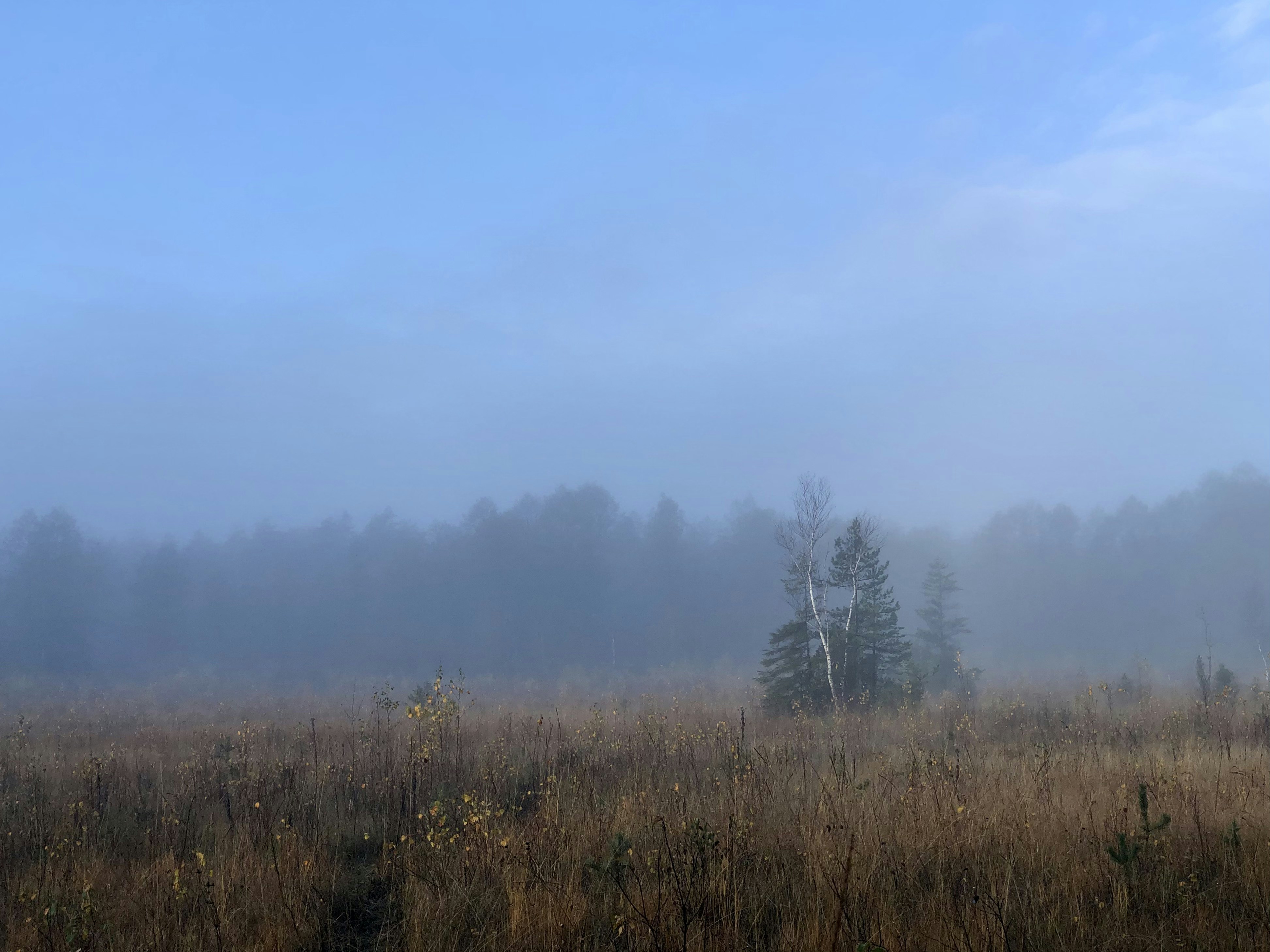Whispering Fog Over Autumn Fields
