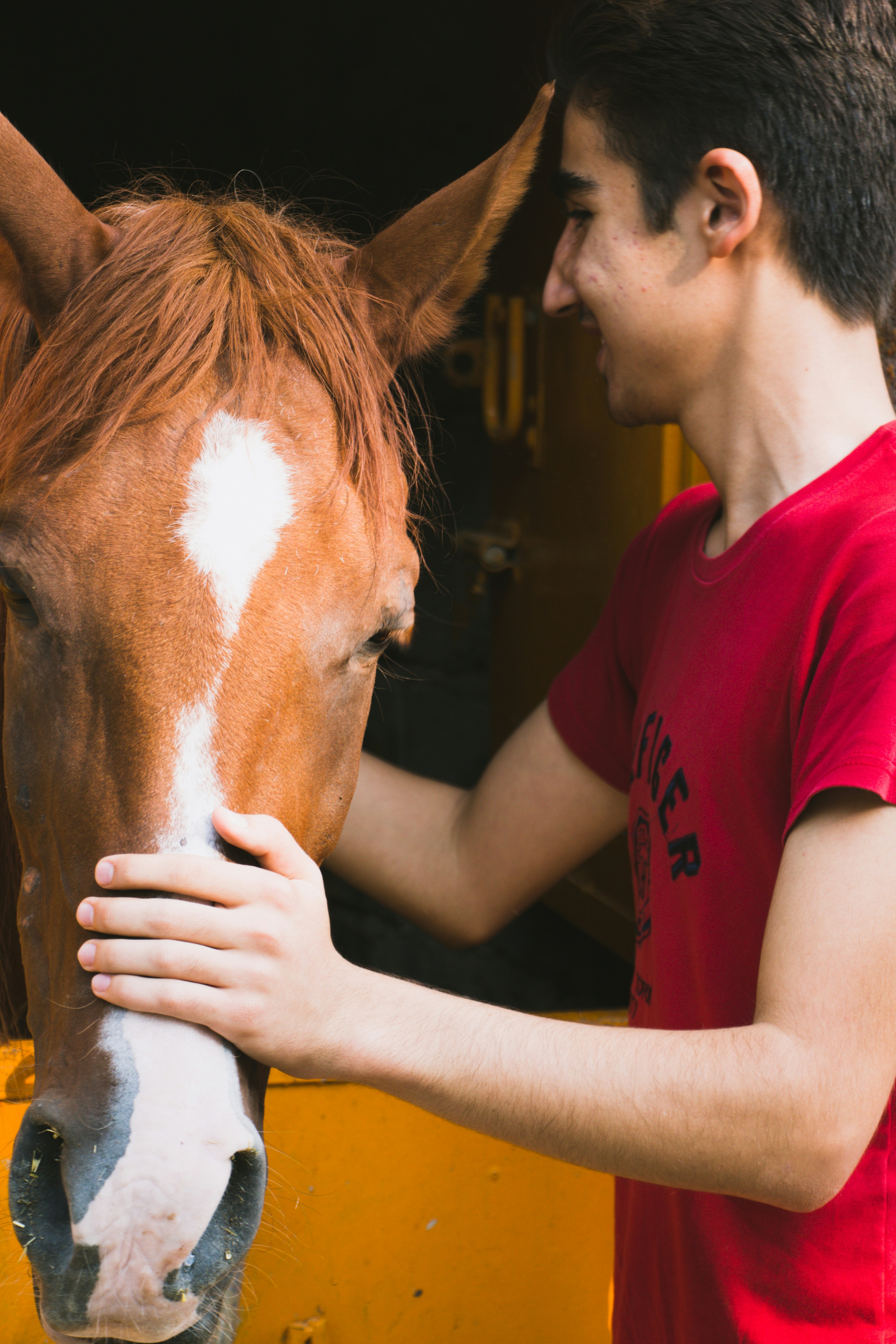 Gentle Touch: Neighboring Hands Cradle a Horse's Head
