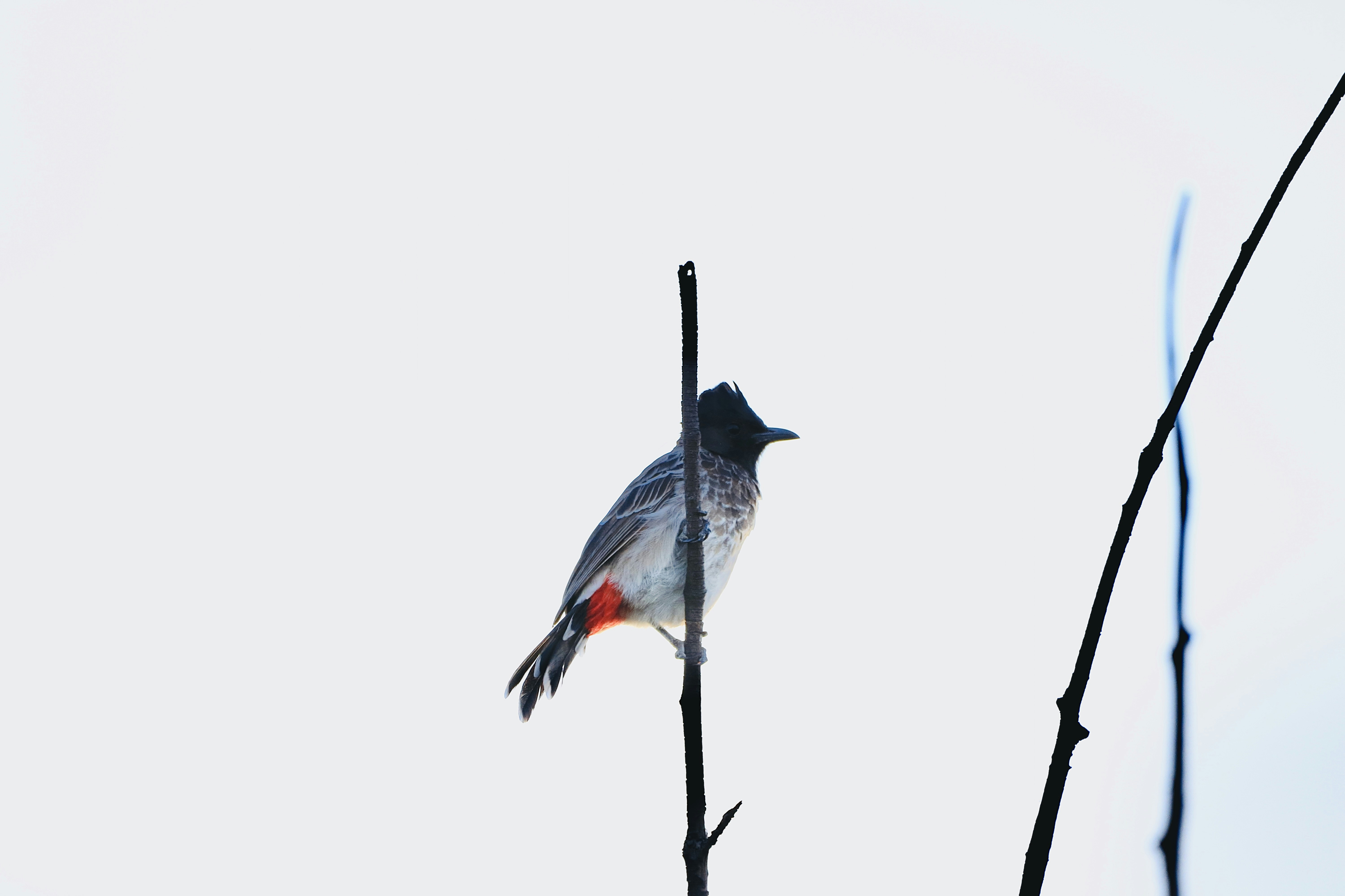 Red- vented bul bul bird 