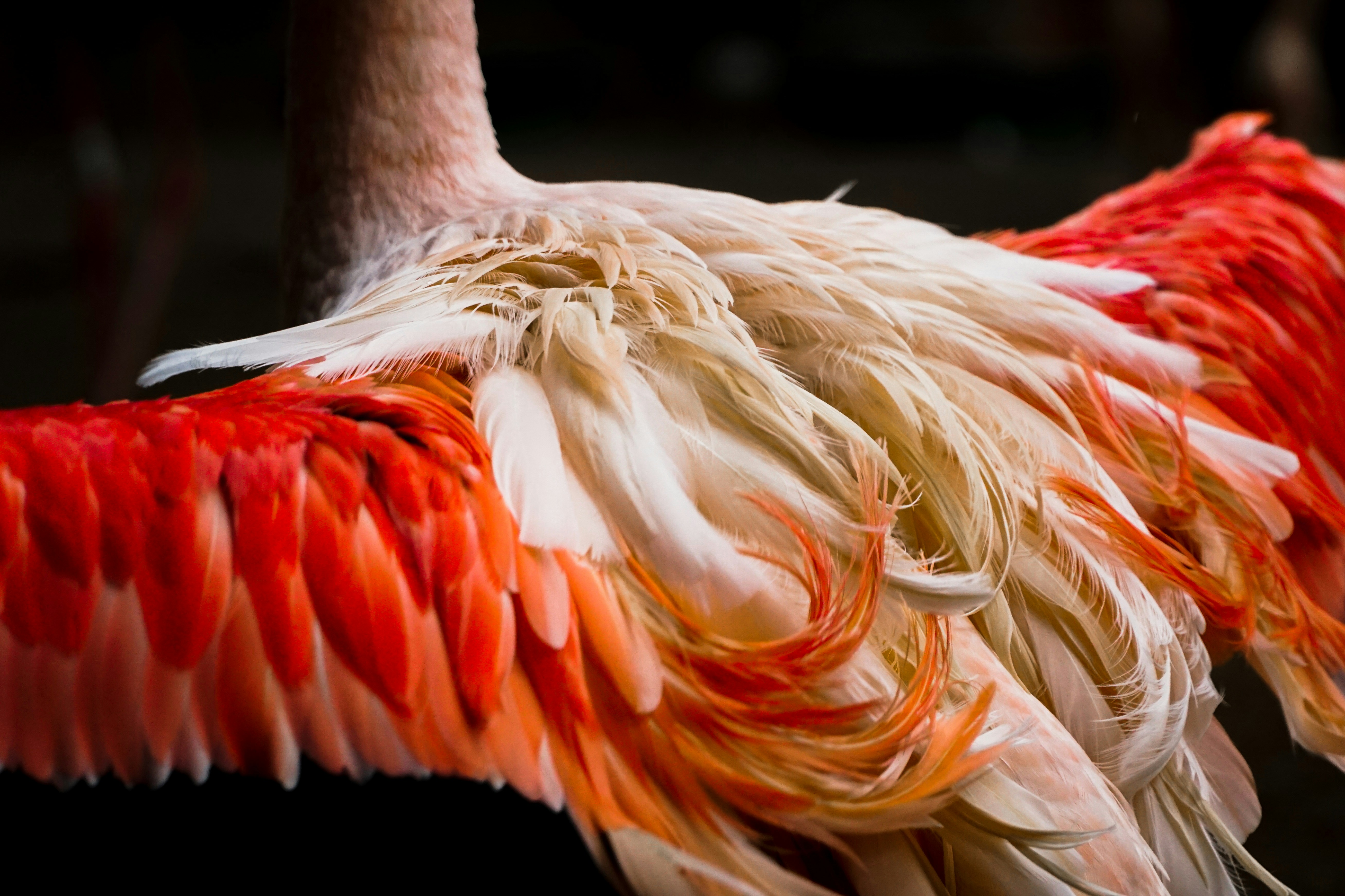 Vibrant orange and white feathers of a bird captured in close detail.