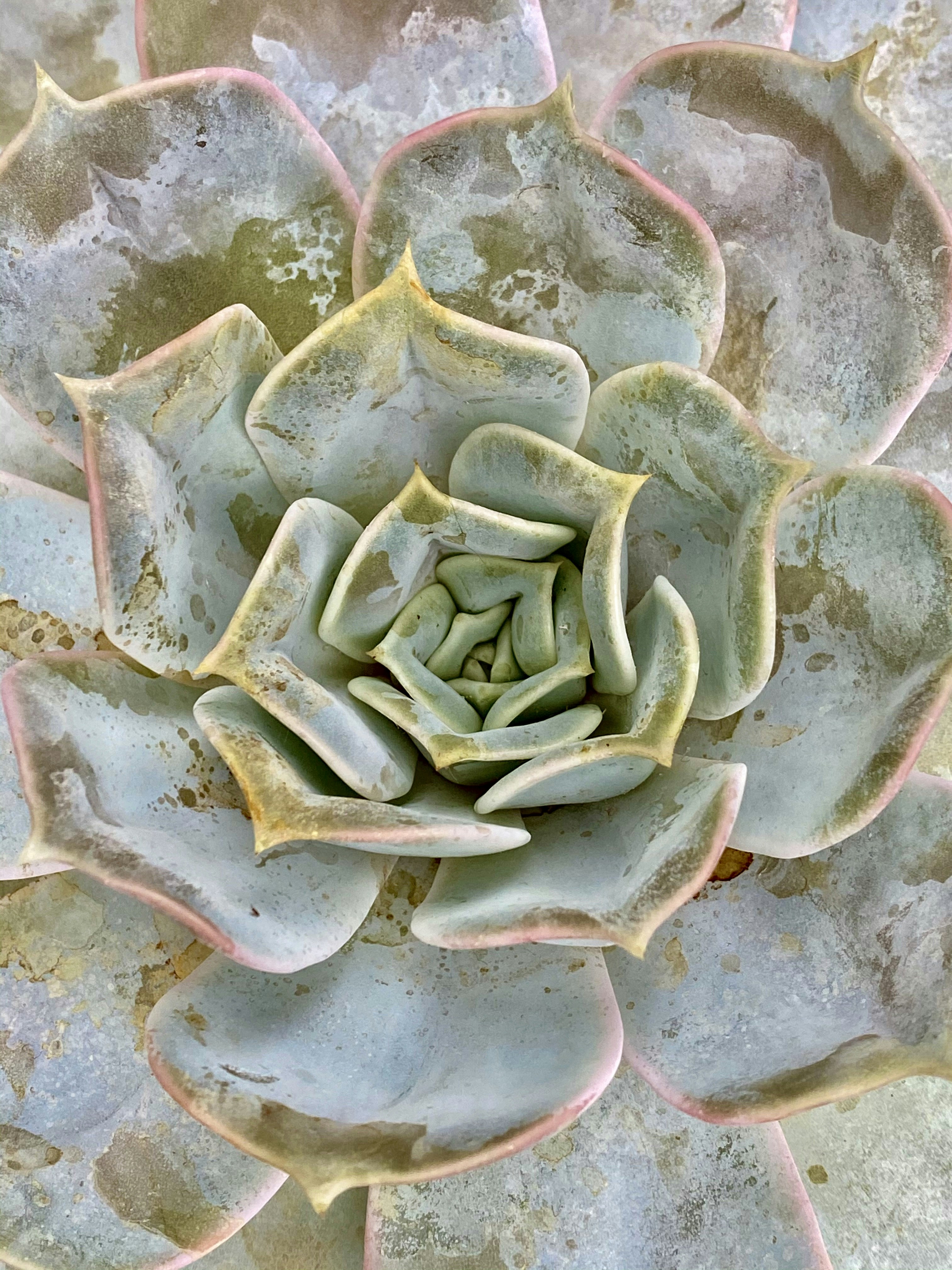 Close-up view of a succulent plant showcasing its spiral leaf arrangement and subtle color variations.