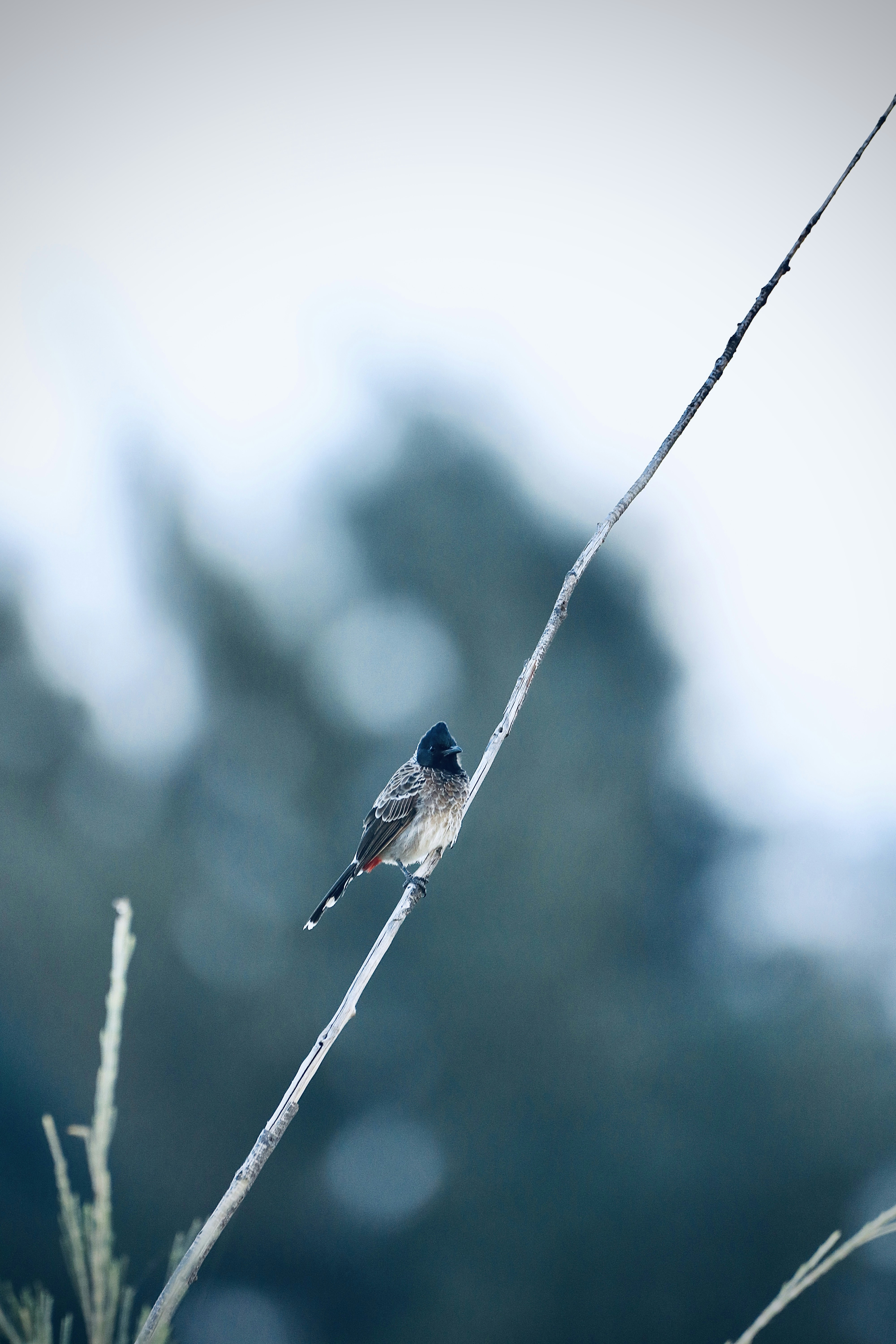 A bird perched gracefully on a slender branch, set against a softly blurred background of greenery. Its striking plumage contrasts beautifully with the muted tones surrounding it.