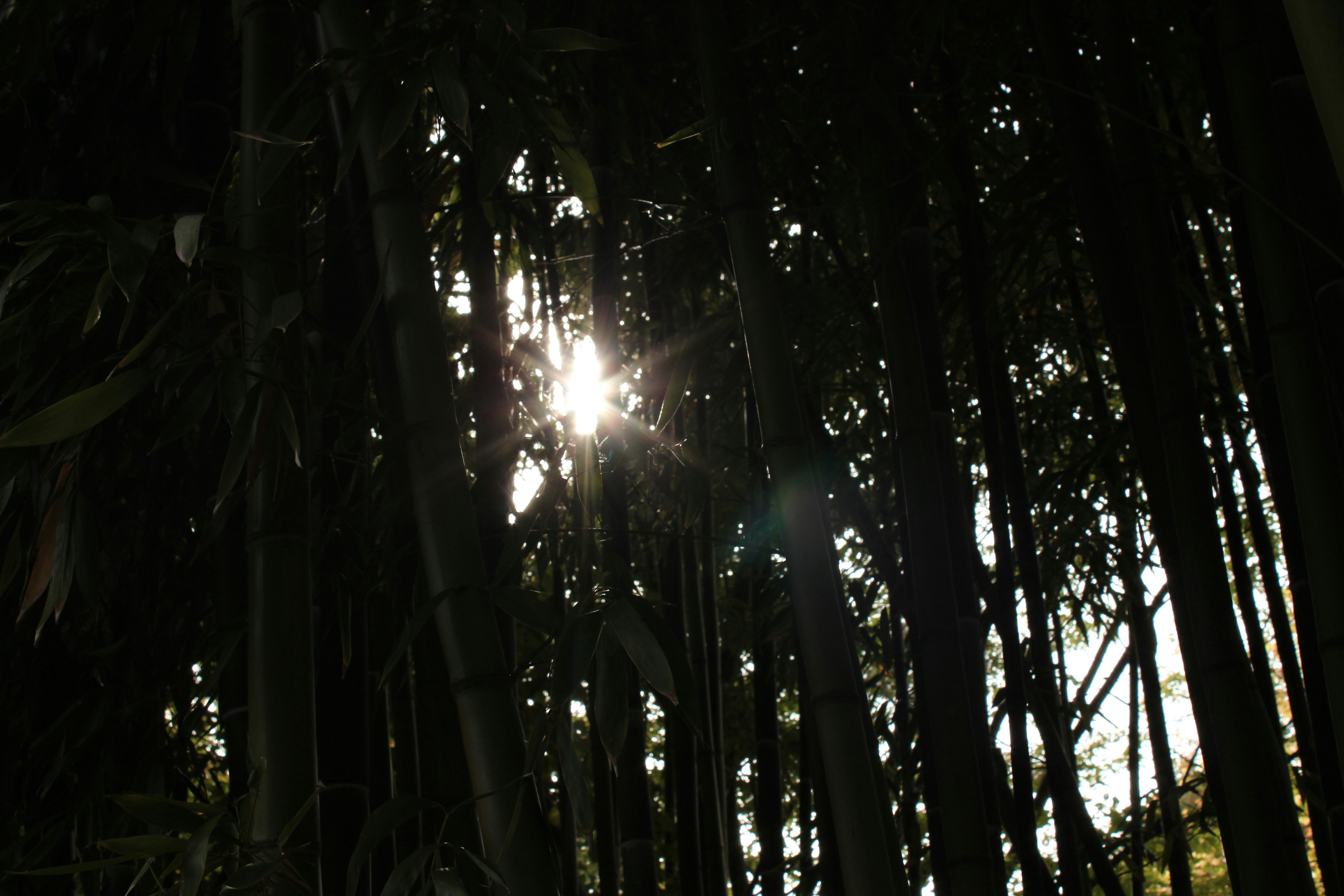 Sunburst Through a Quiet Bamboo Corridor