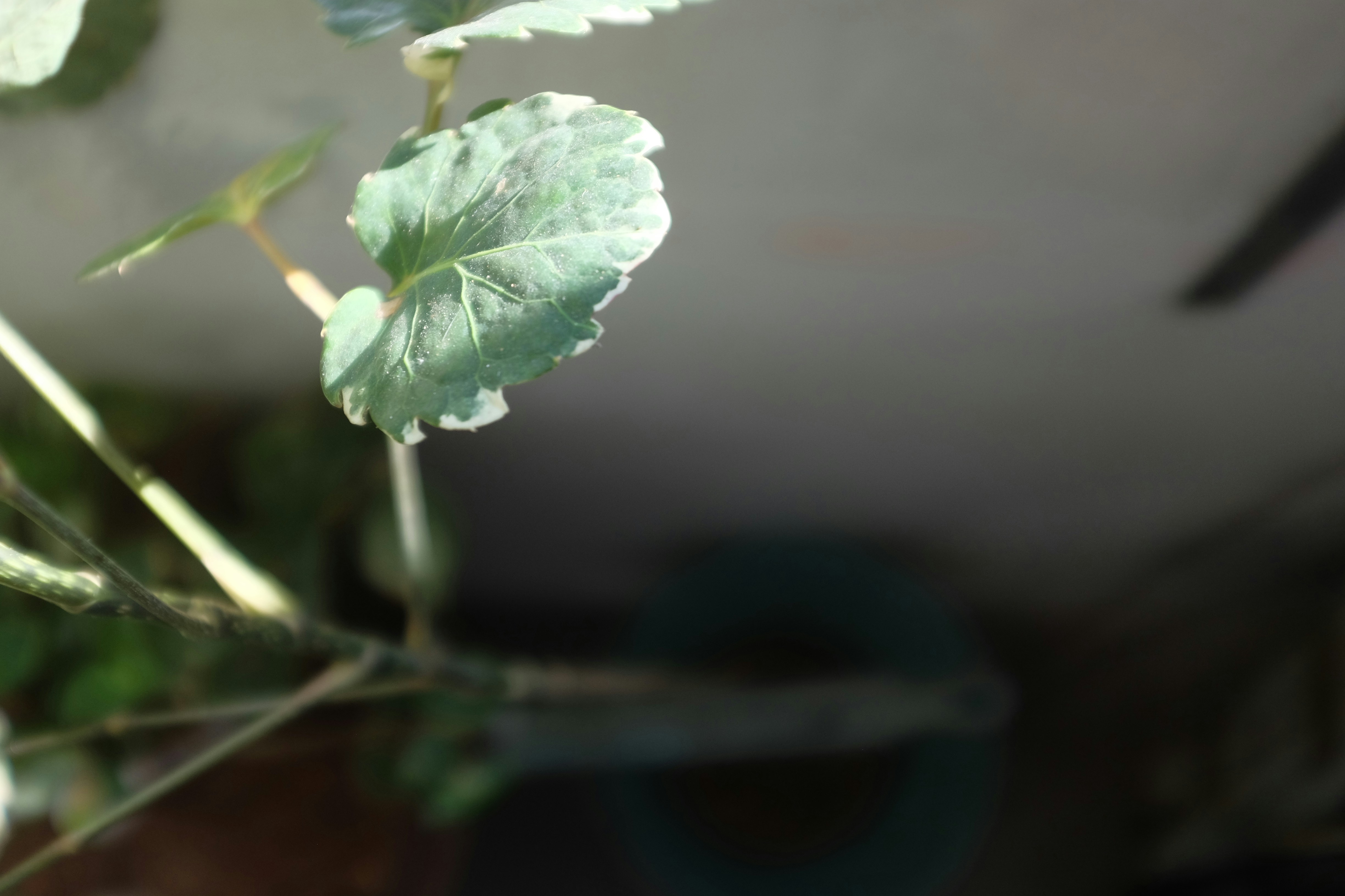 Sunlit Edge: Close-Up of a Balcony Leaf in Soft Focus