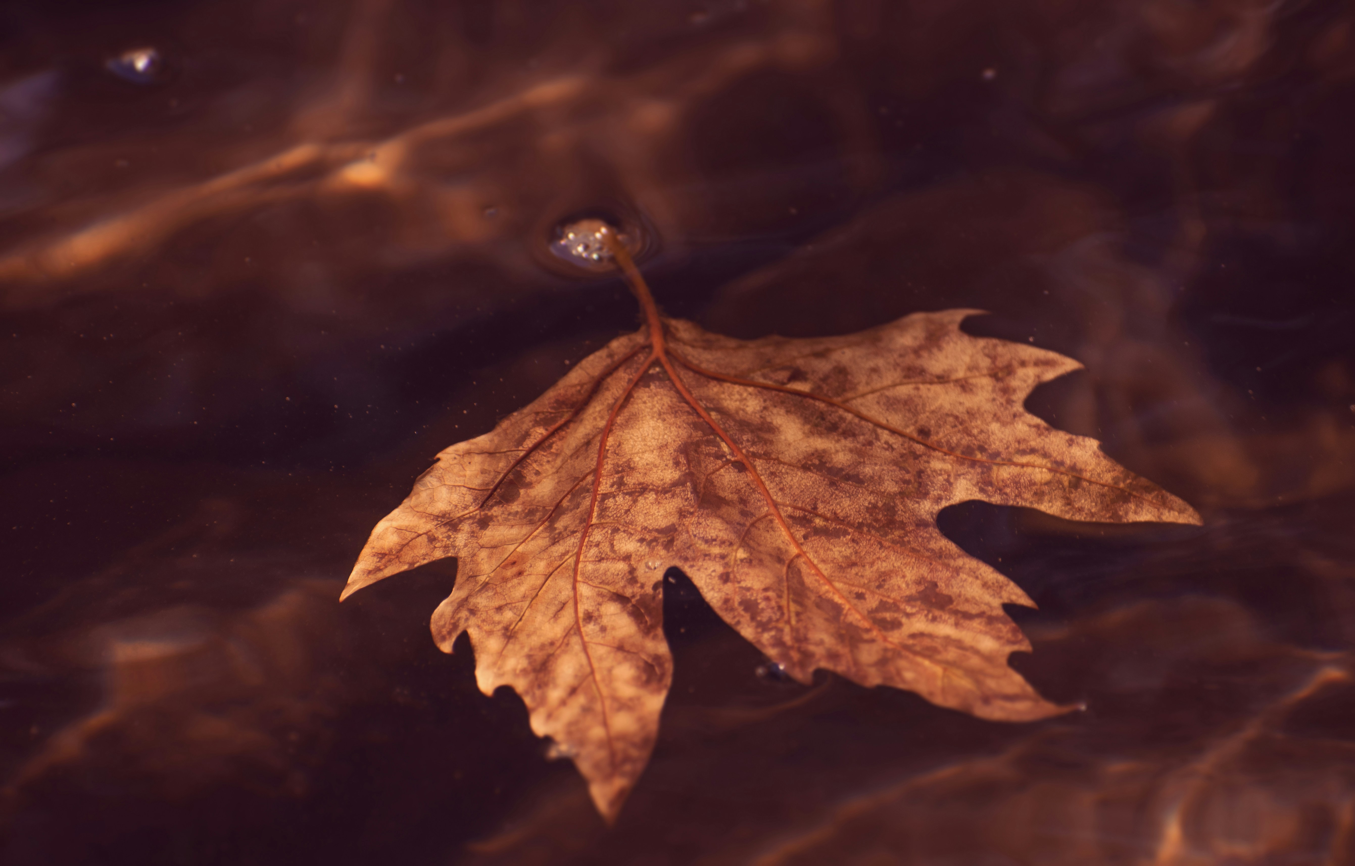 Floating Amber Maple on Velvet Water
