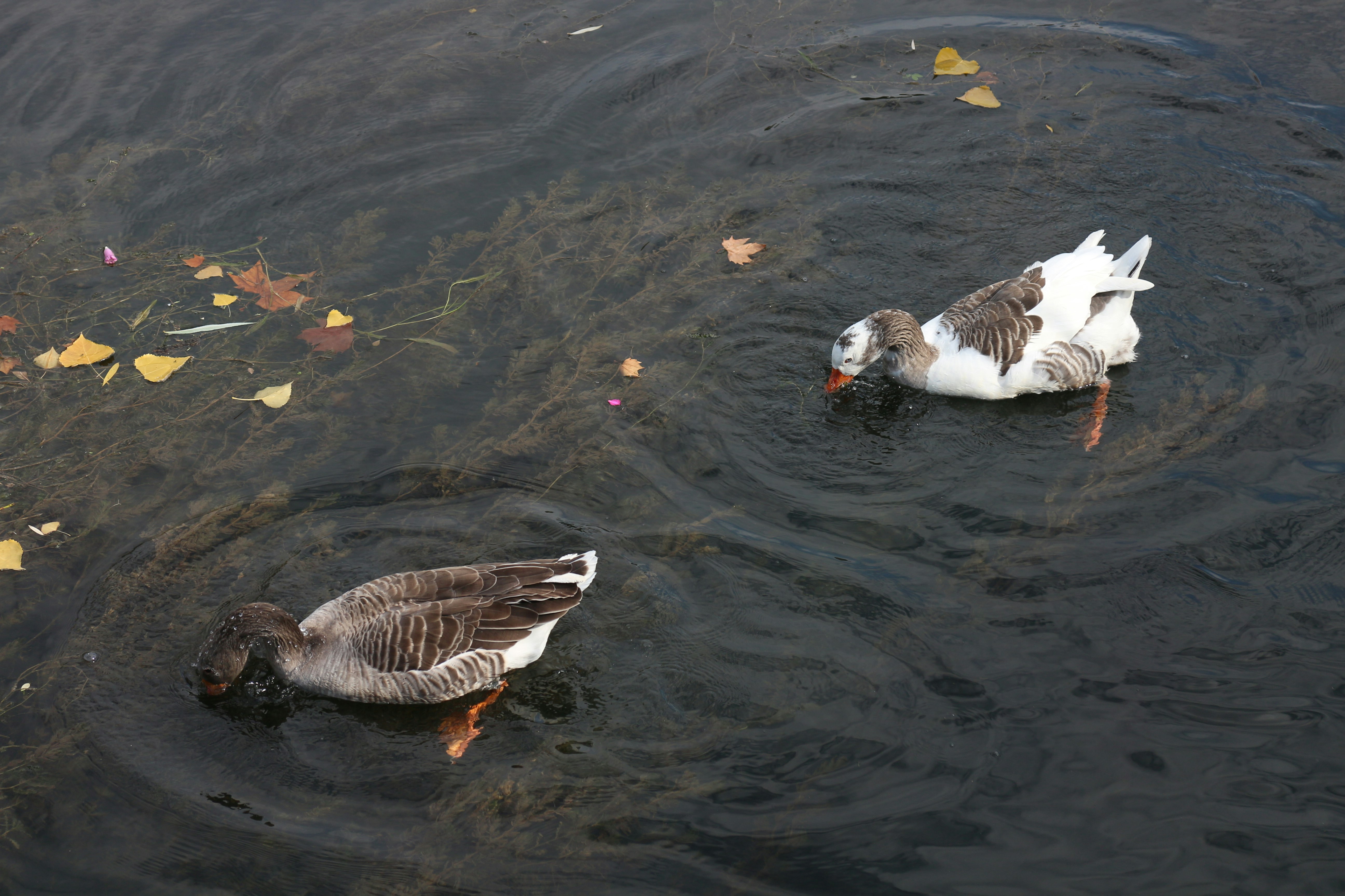 Two ducks glide through rippling water dotted with fallen leaves.