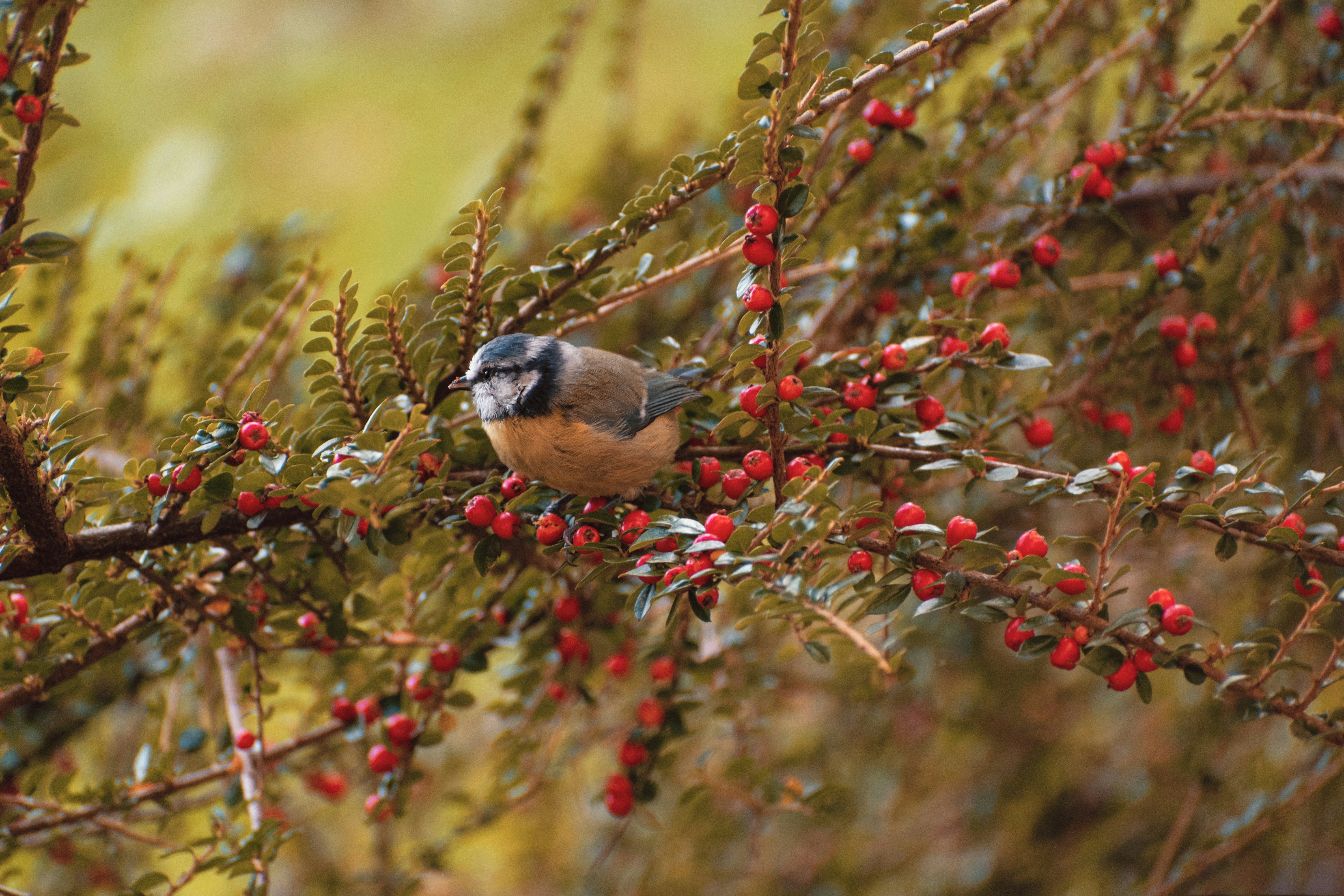 Blue tit perched among branches with bright red berries.