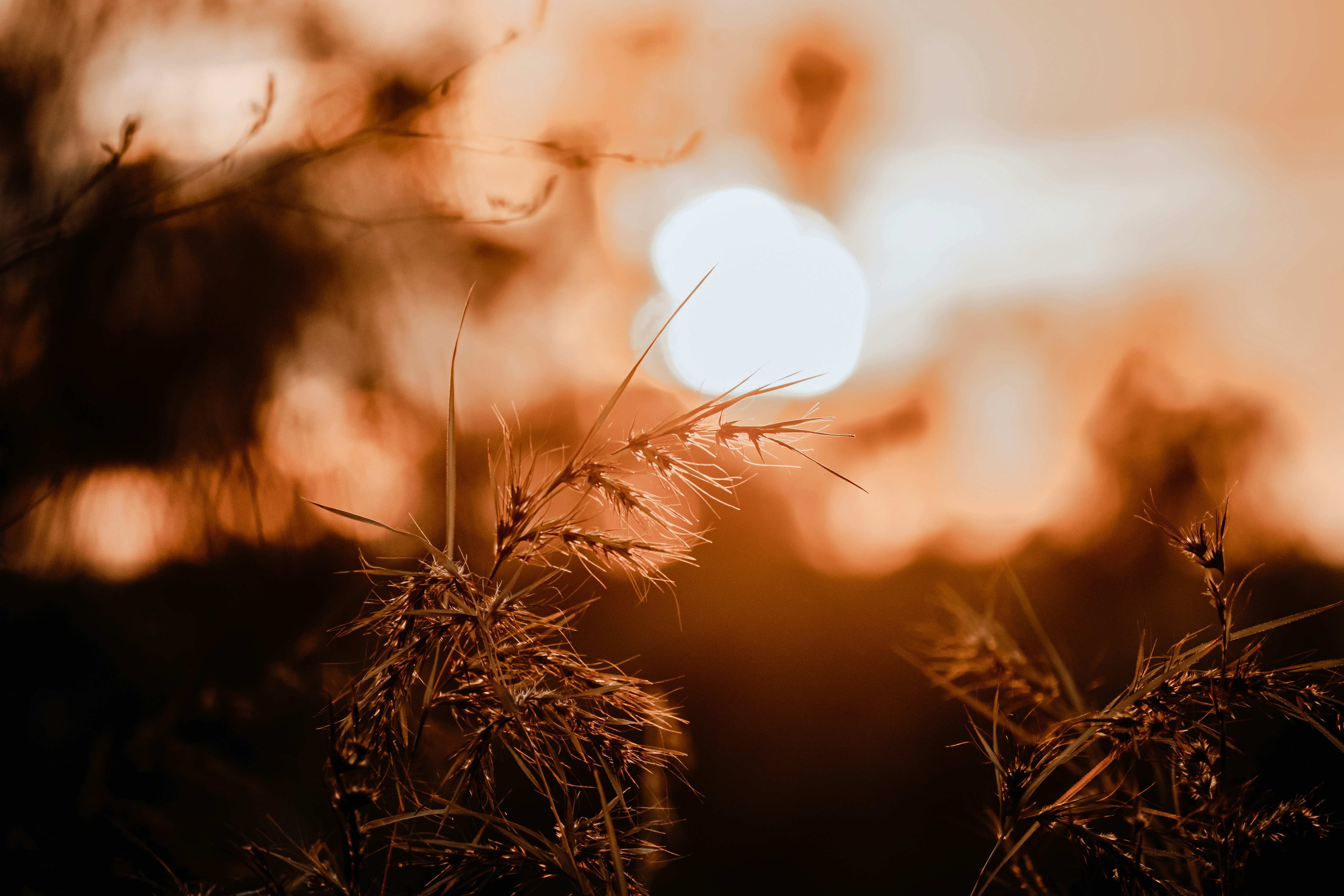 Sunset silhouettes delicate grass against a warm, glowing sky.