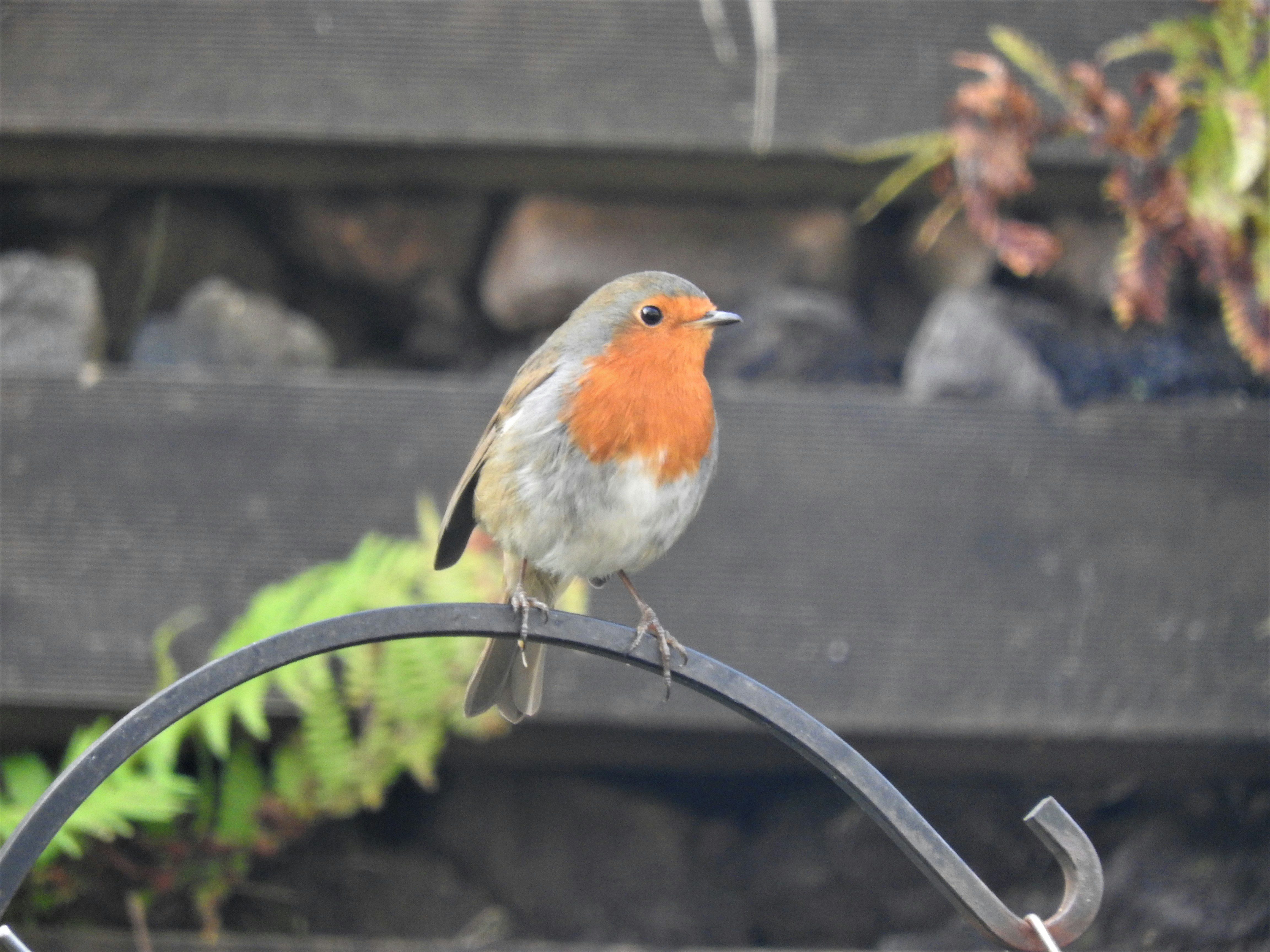 Robin on a Curved Support: A Close-Up Moment on a Garden Arch