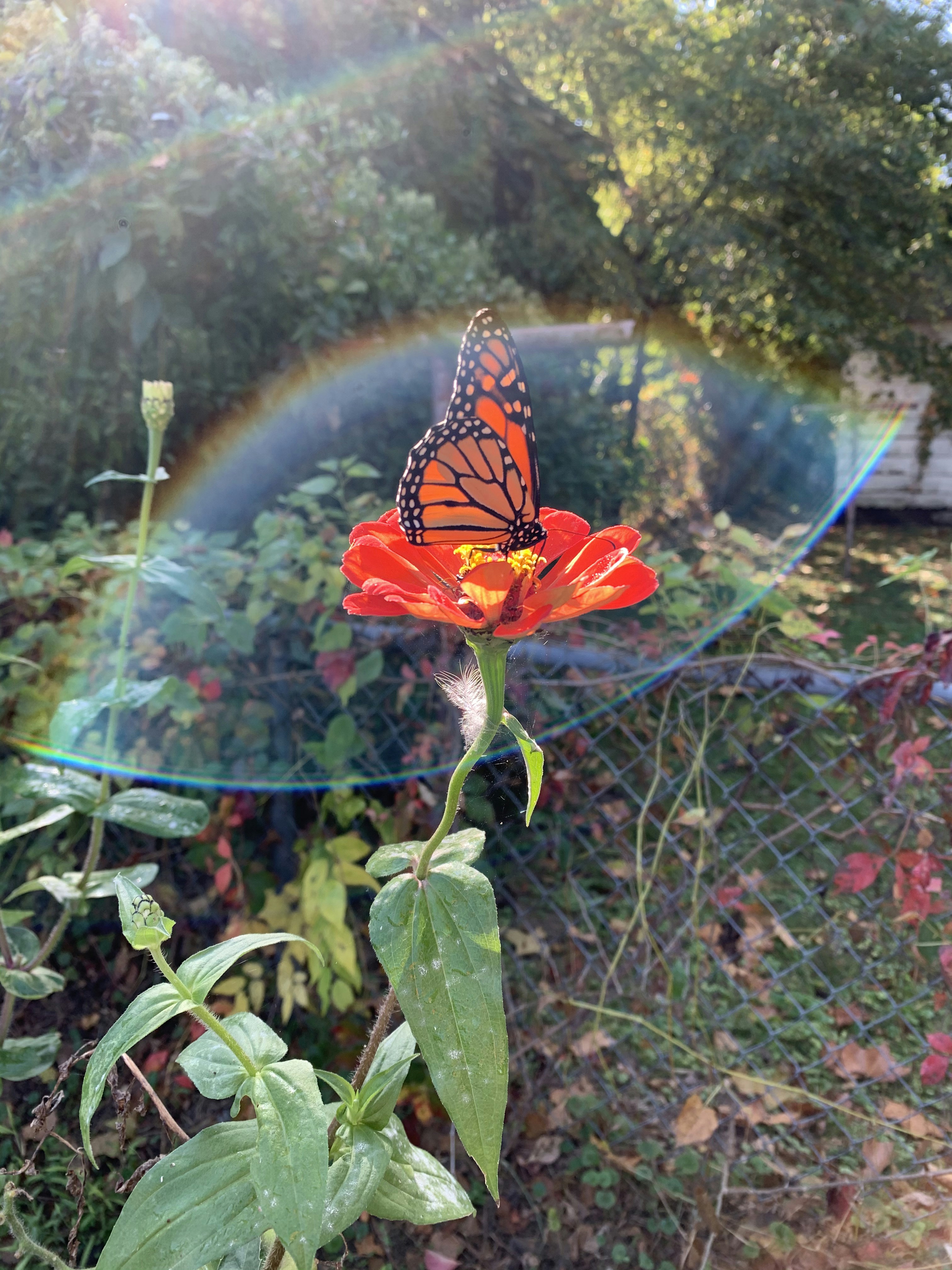 Monarch on a Crimson Zinnia Beneath a Ringed Arc of Sunlight