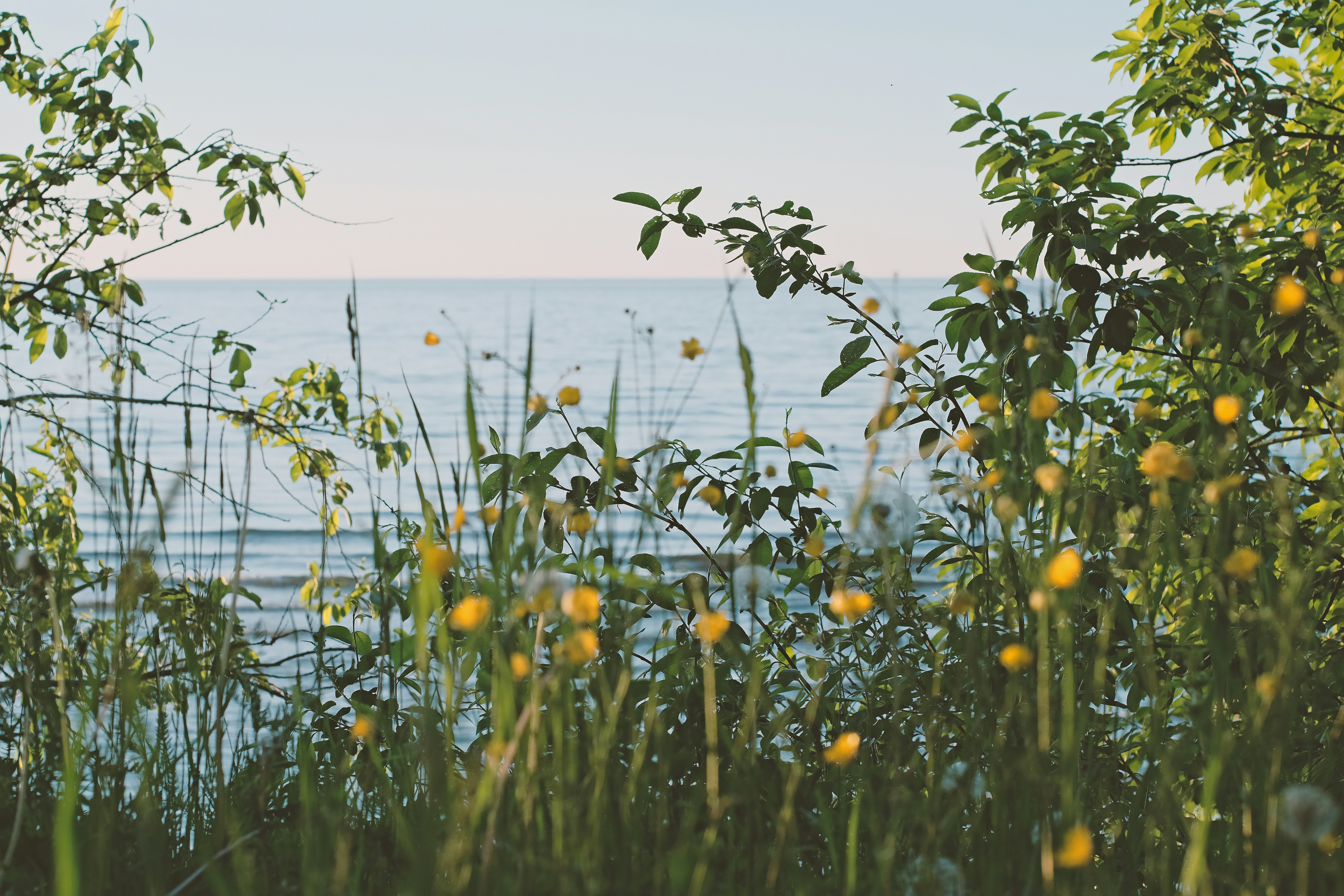Golden wildflowers frame a serene lakeside view, with gentle waves reflecting a clear sky. A tranquil moment captured in nature.