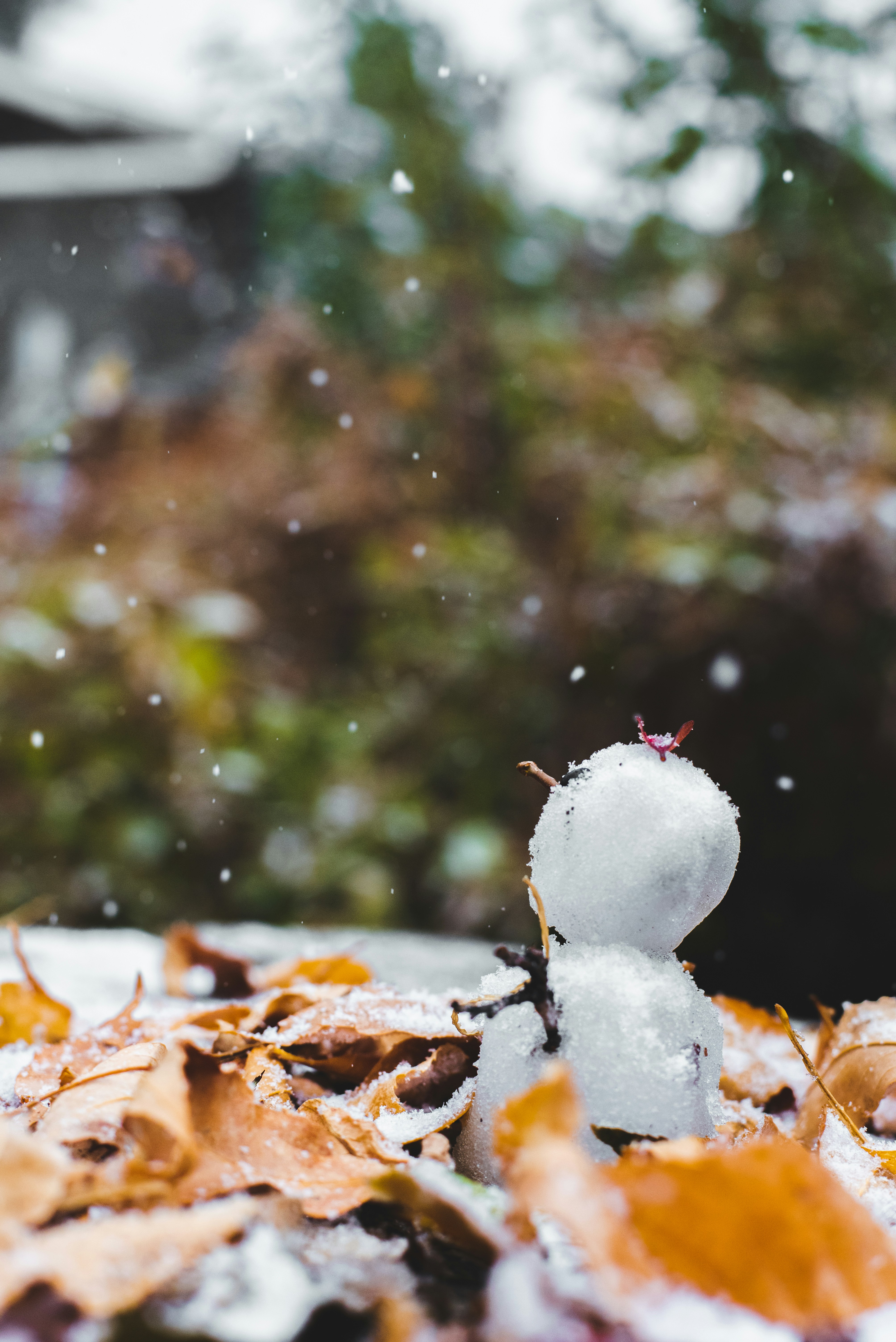 Snowbound Snowman: A Tiny Figure Emerges from Autumn Leaves