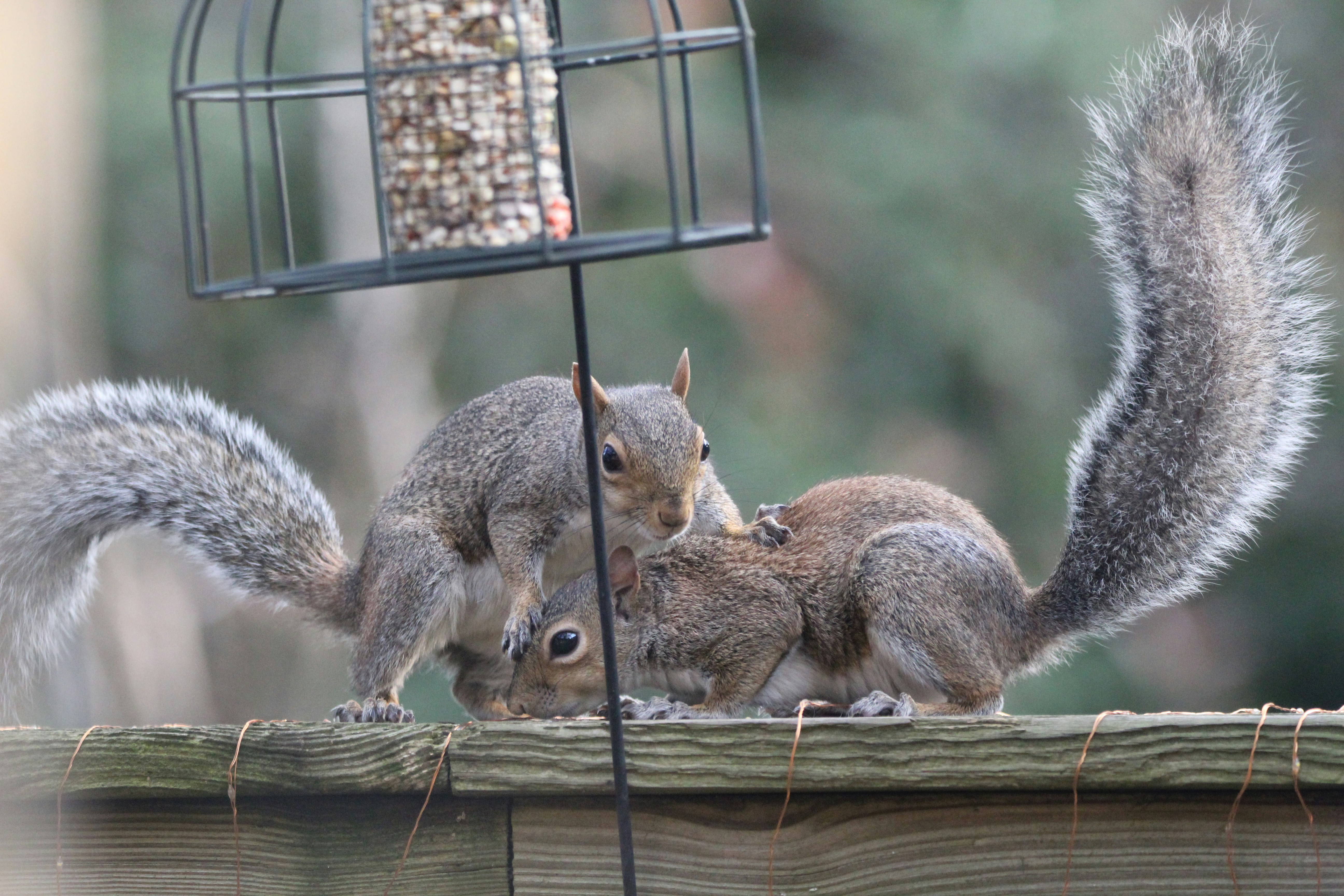 Nut Tug at the Feeder: Squirrels Scramble for a Meal on a Weathered Rail