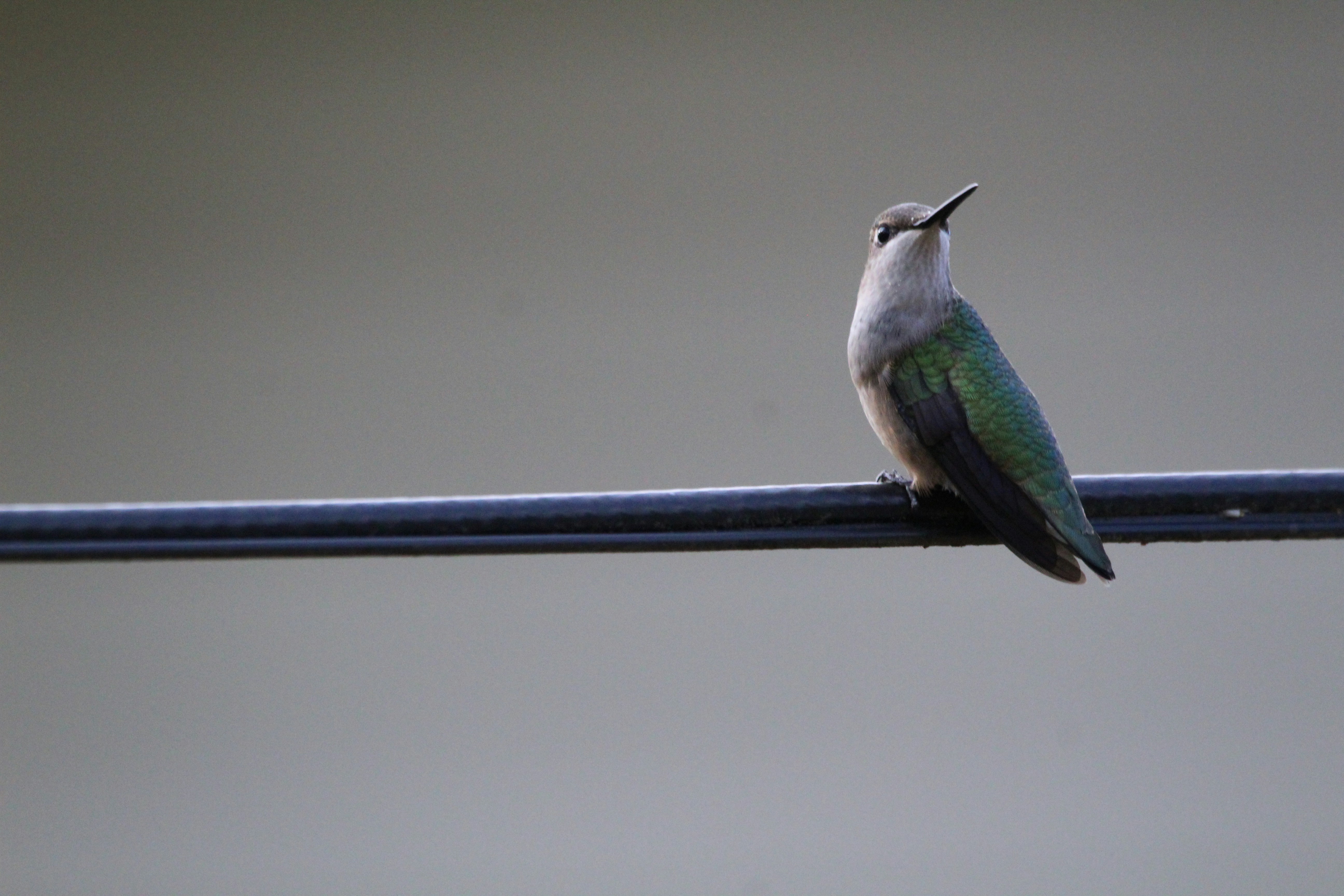 Hummingbird on a Bare Wire: Quiet Vigil by a Slim Perch