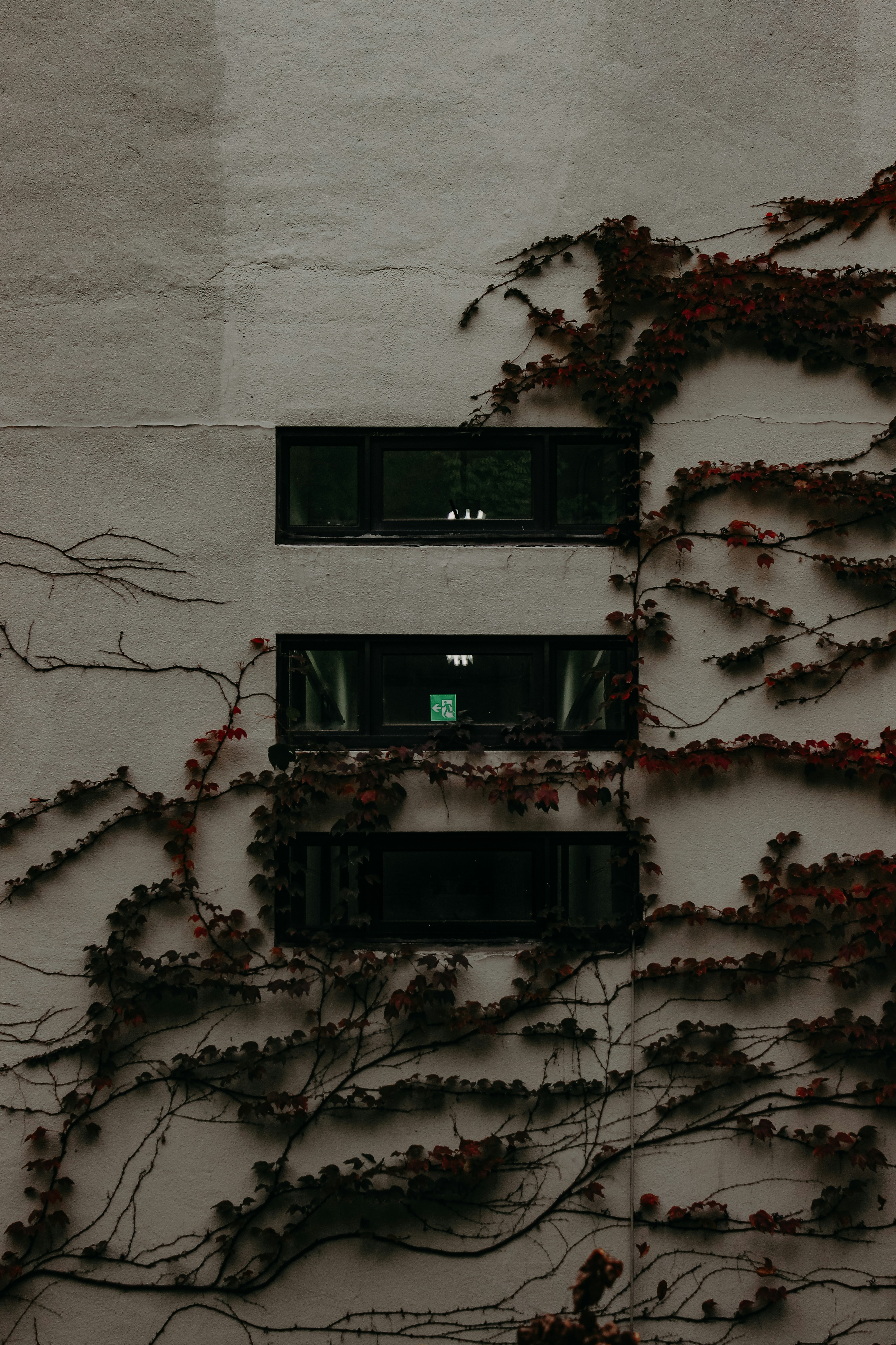 Vines with red leaves intertwine with a modern building's windows, showcasing a blend of nature and architecture.