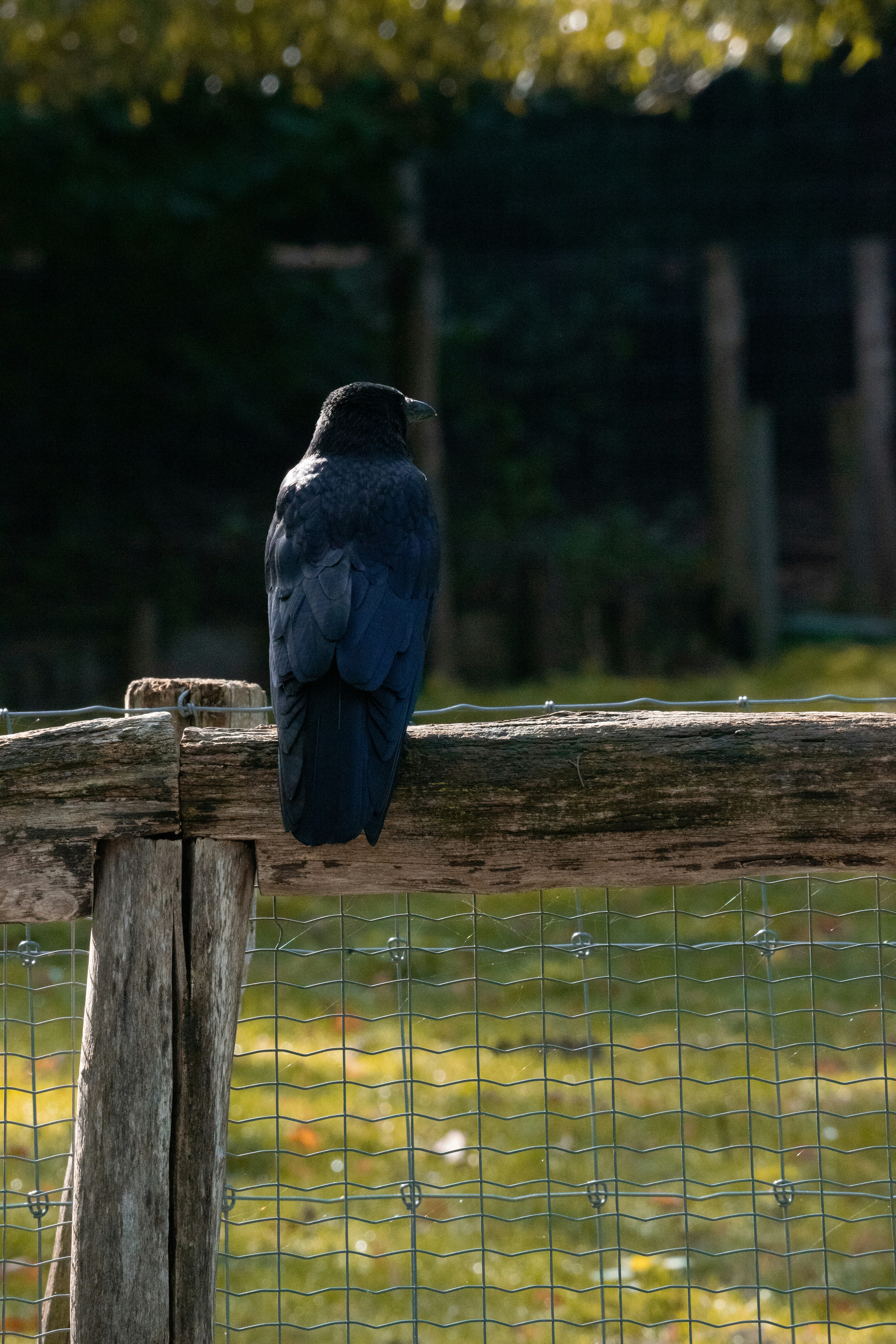 Raven perched on a weathered wooden fence post above wire mesh, with a sunlit field in the background.