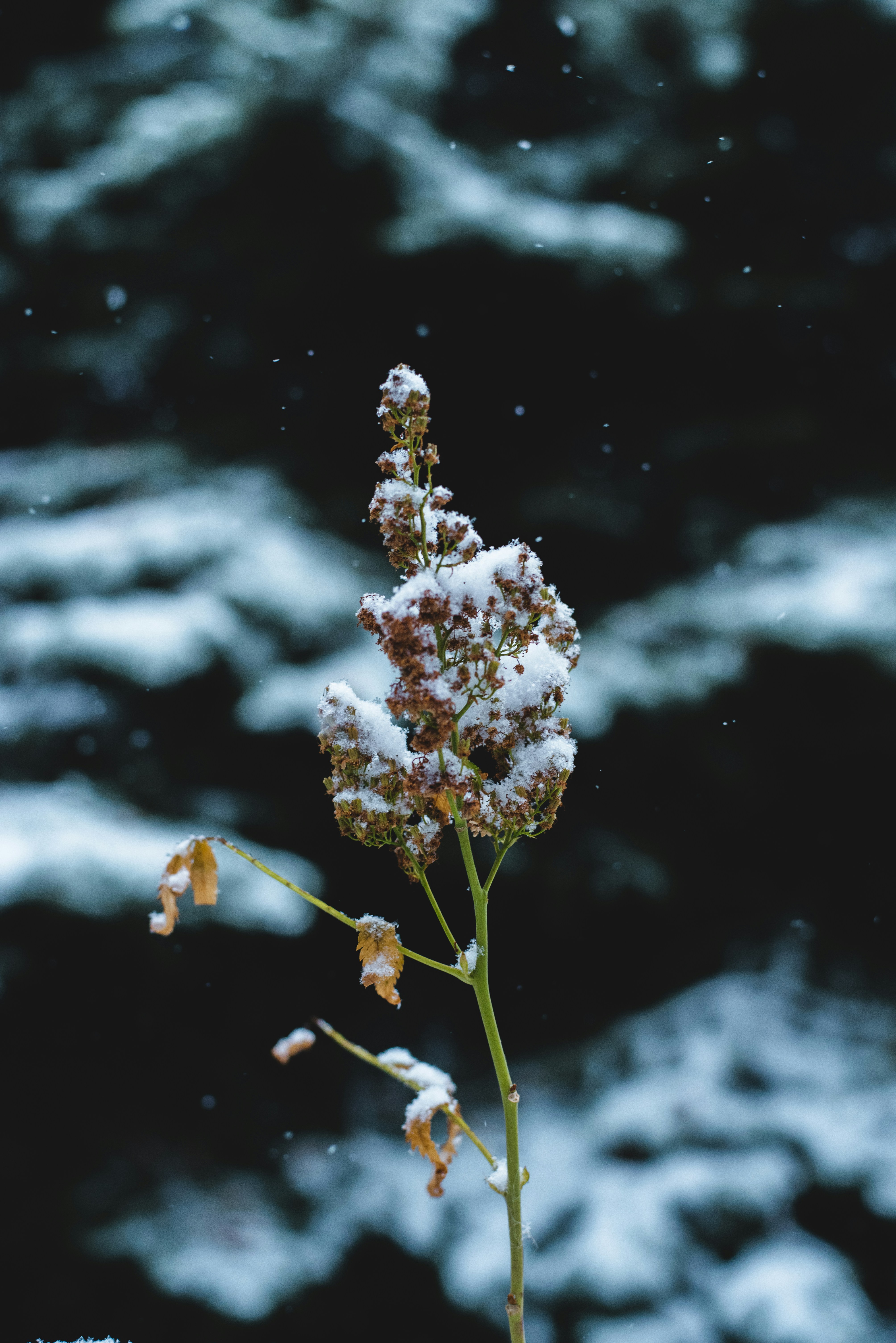 A delicate plant stands tall, adorned with a fresh layer of snow against a blurred, dark forest backdrop. Flakes gently fall, enhancing the serene atmosphere.