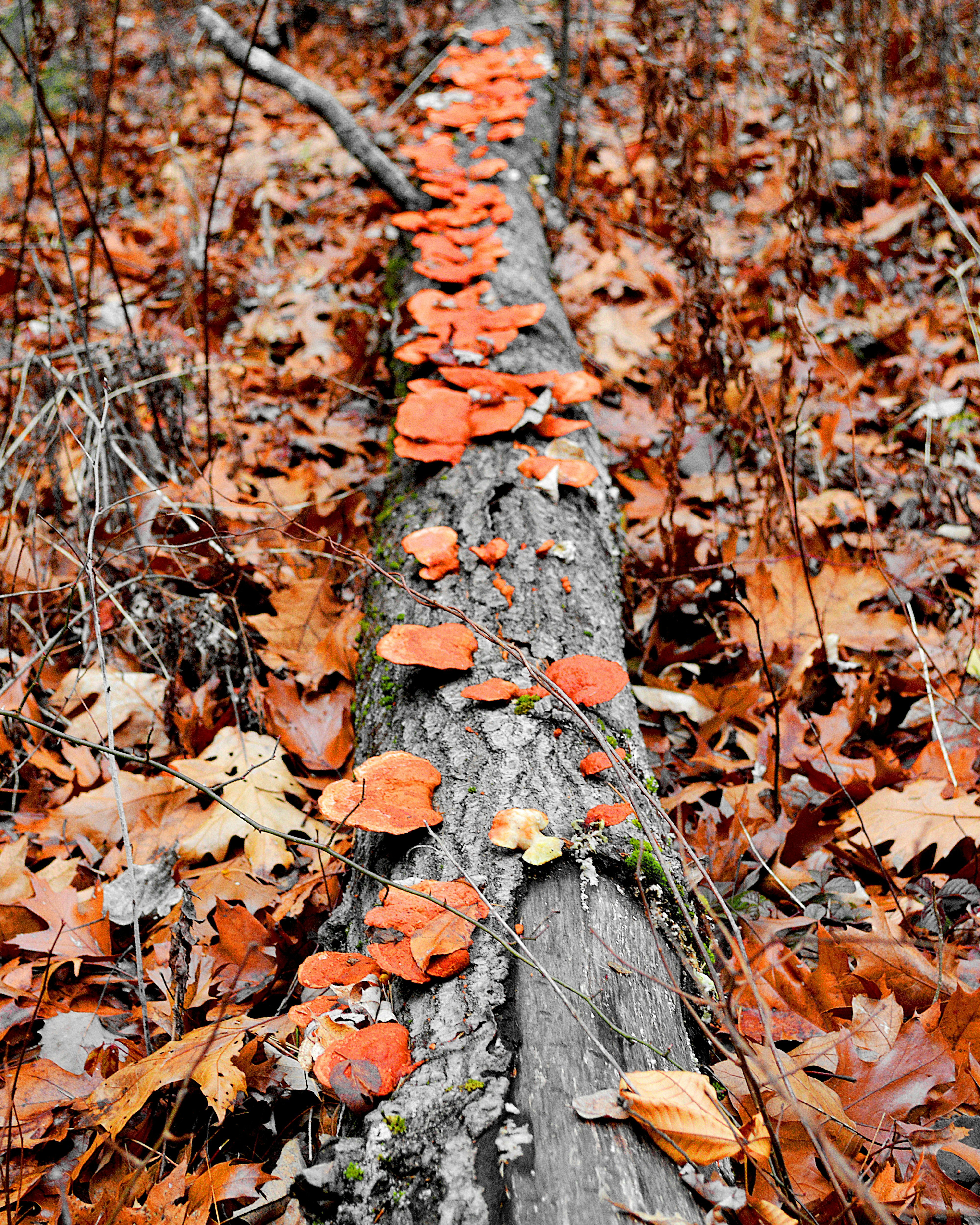 Mushrooms on a log