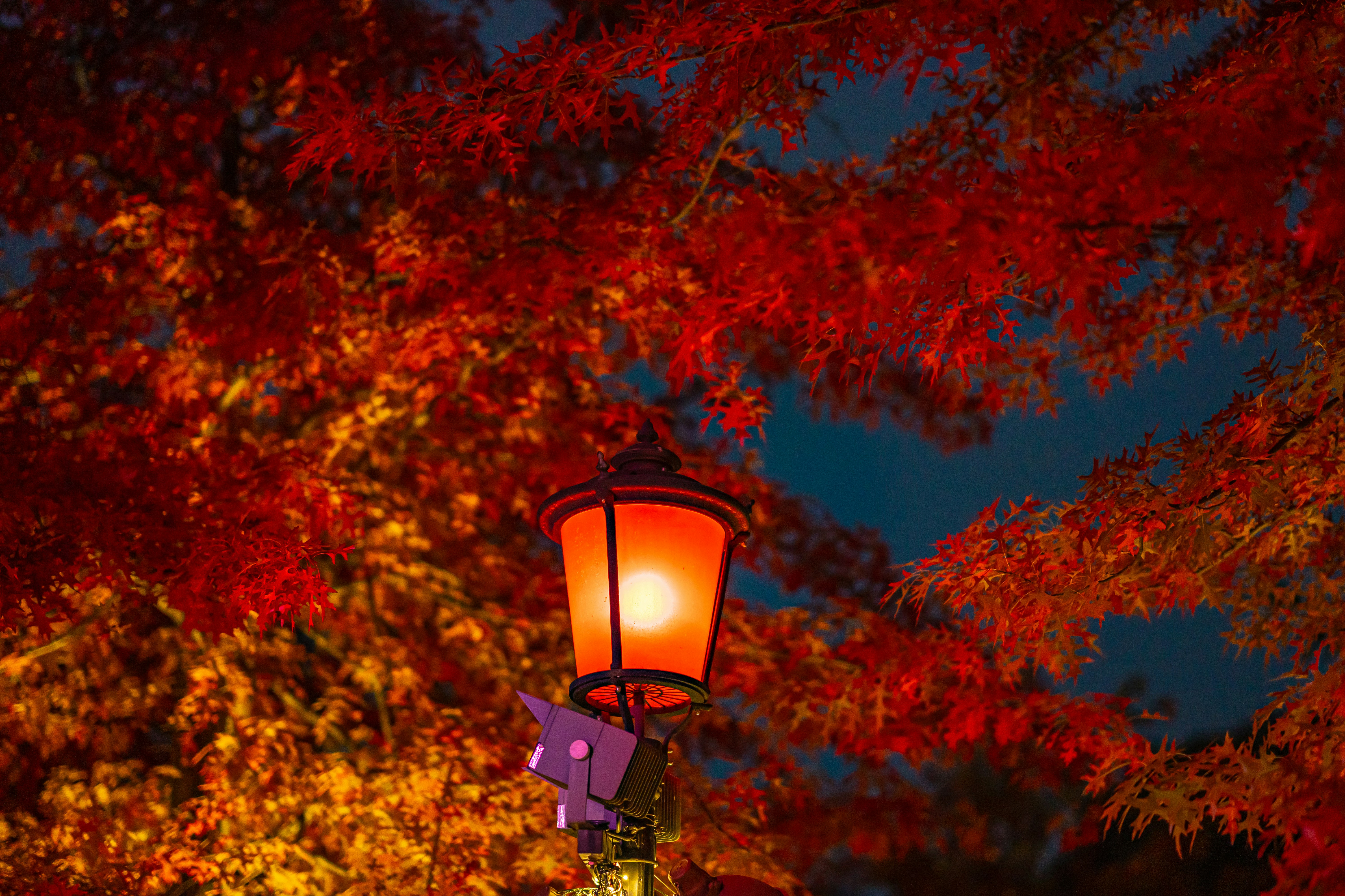 A whimsical lantern adorned with a playful character, glowing softly against a backdrop of vibrant red autumn leaves.