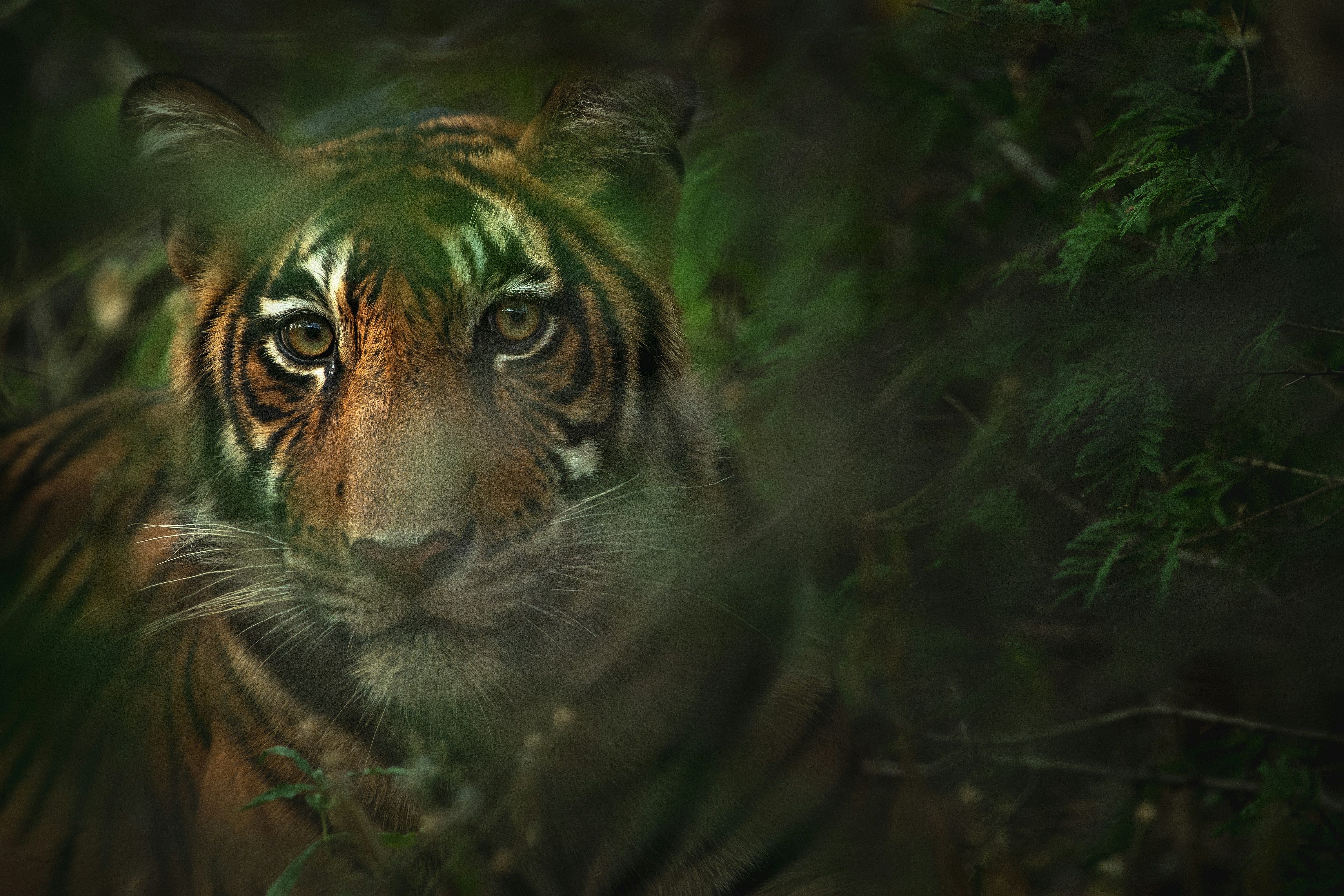350+ Bengal Tiger Pictures [HD] | Download Free Images on Unsplash