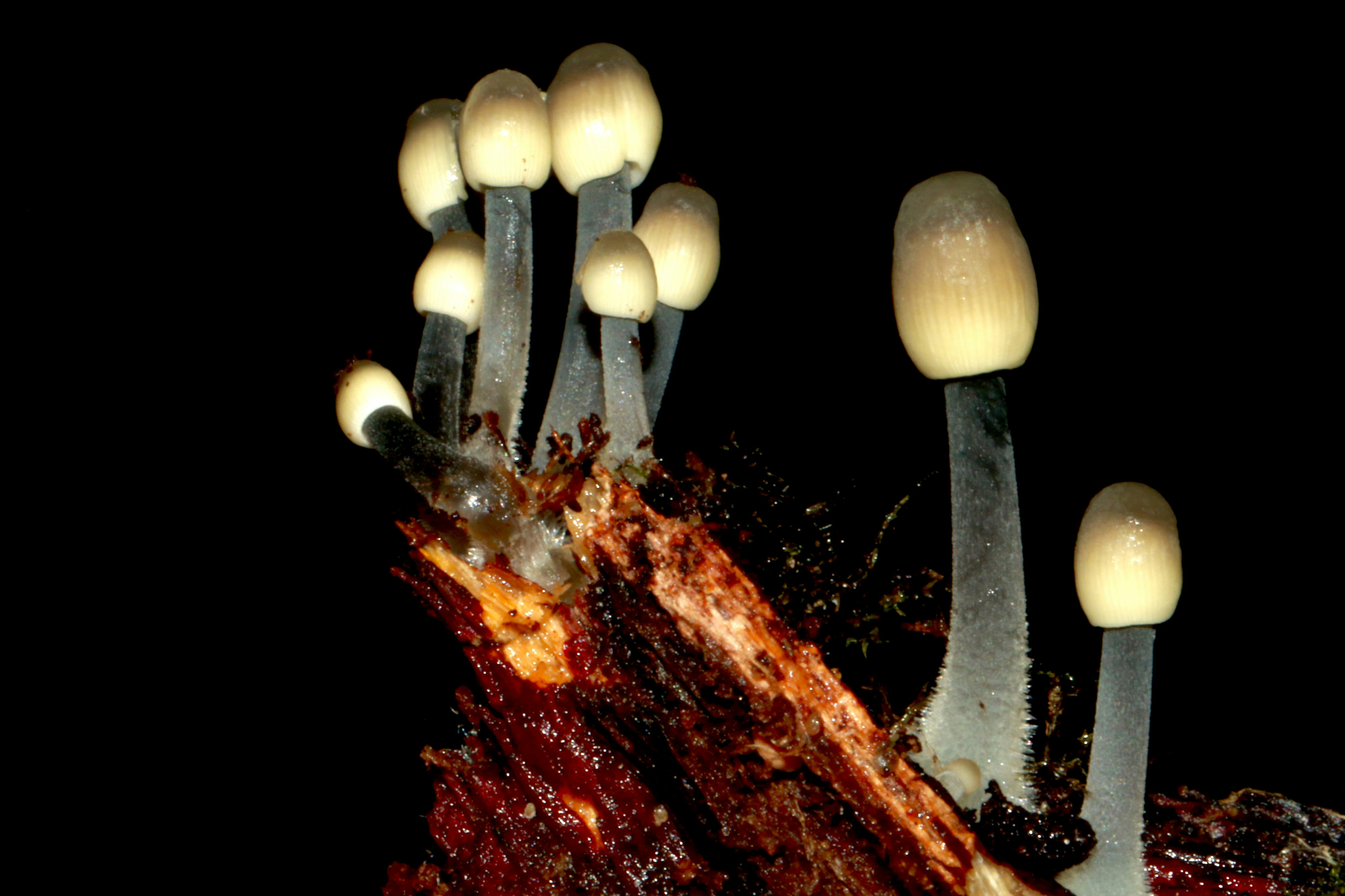 Luminous Fungus: Tiny Glowing Mushrooms Cresting a Mossy Substrate