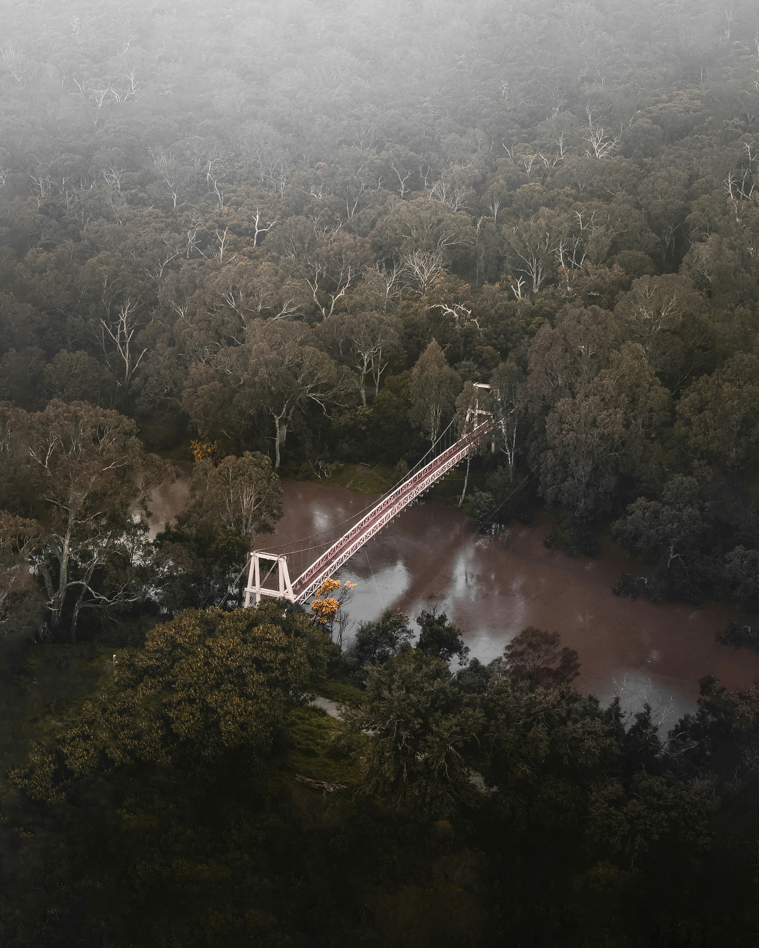 Mistbound Span: Aerial Quiet Over a Forest Bridge