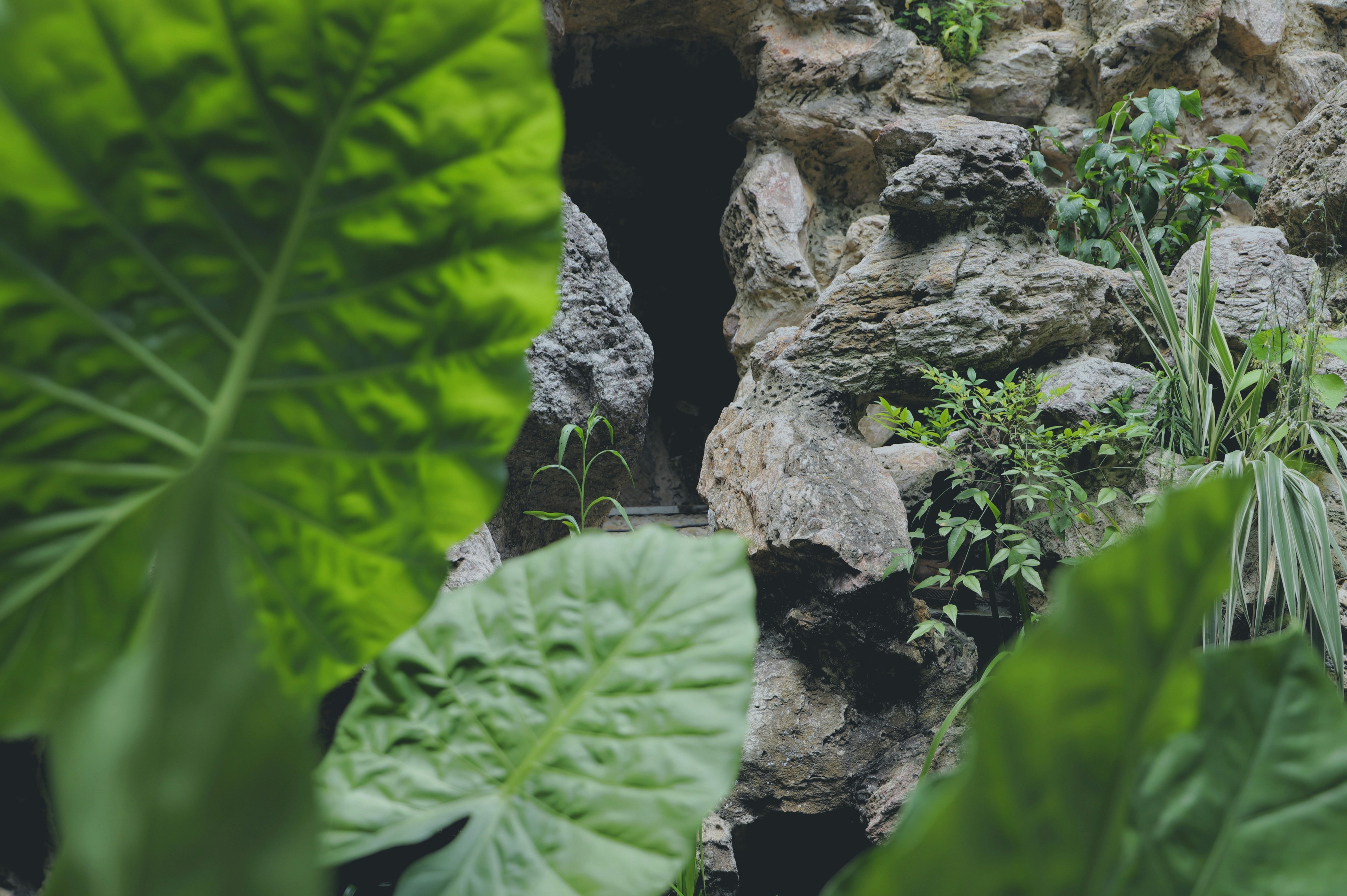 Hidden Cave Amidst Broad Greenery