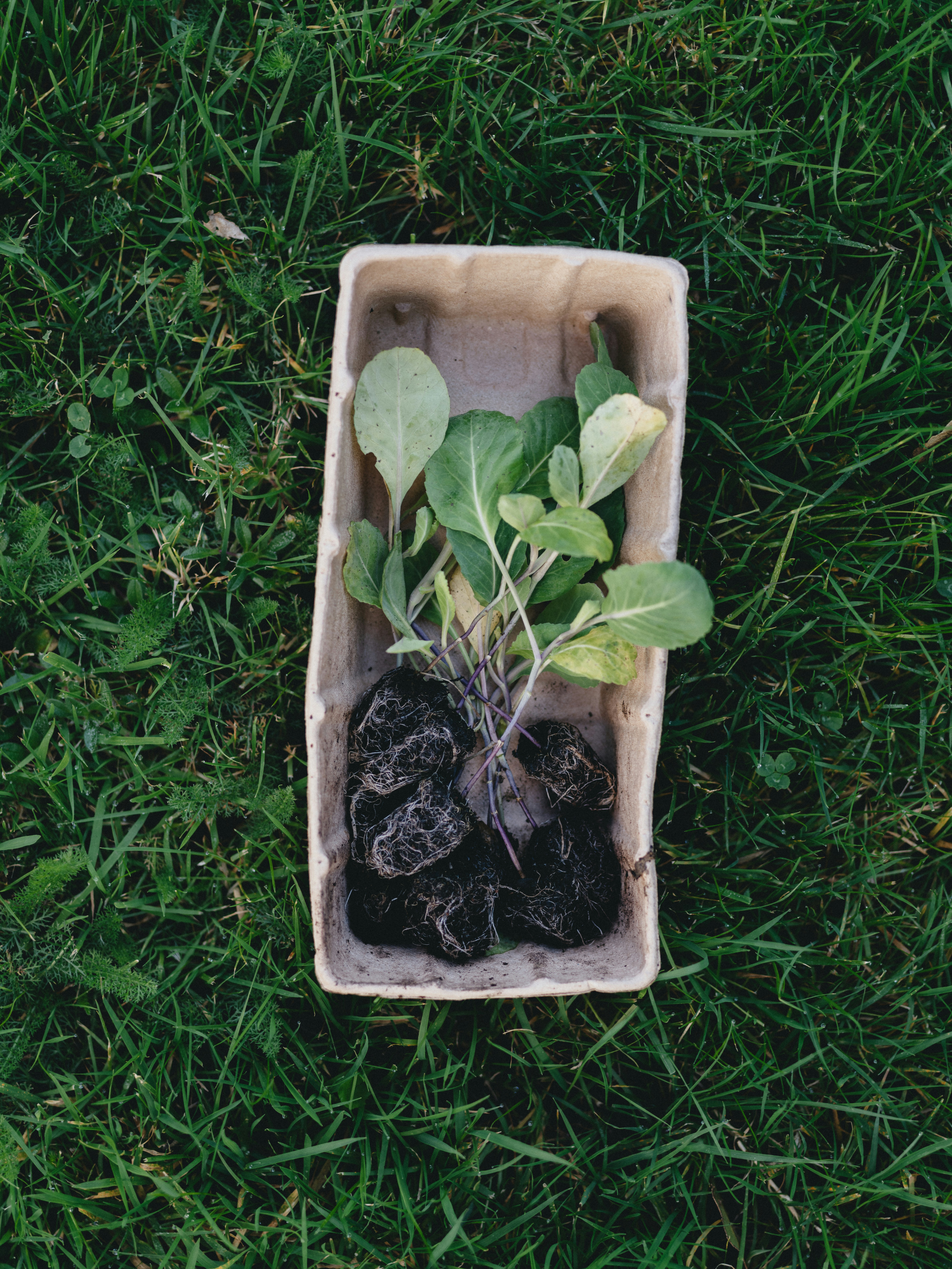 A collection of young vegetable seedlings nestled in a biodegradable container, surrounded by lush green grass.