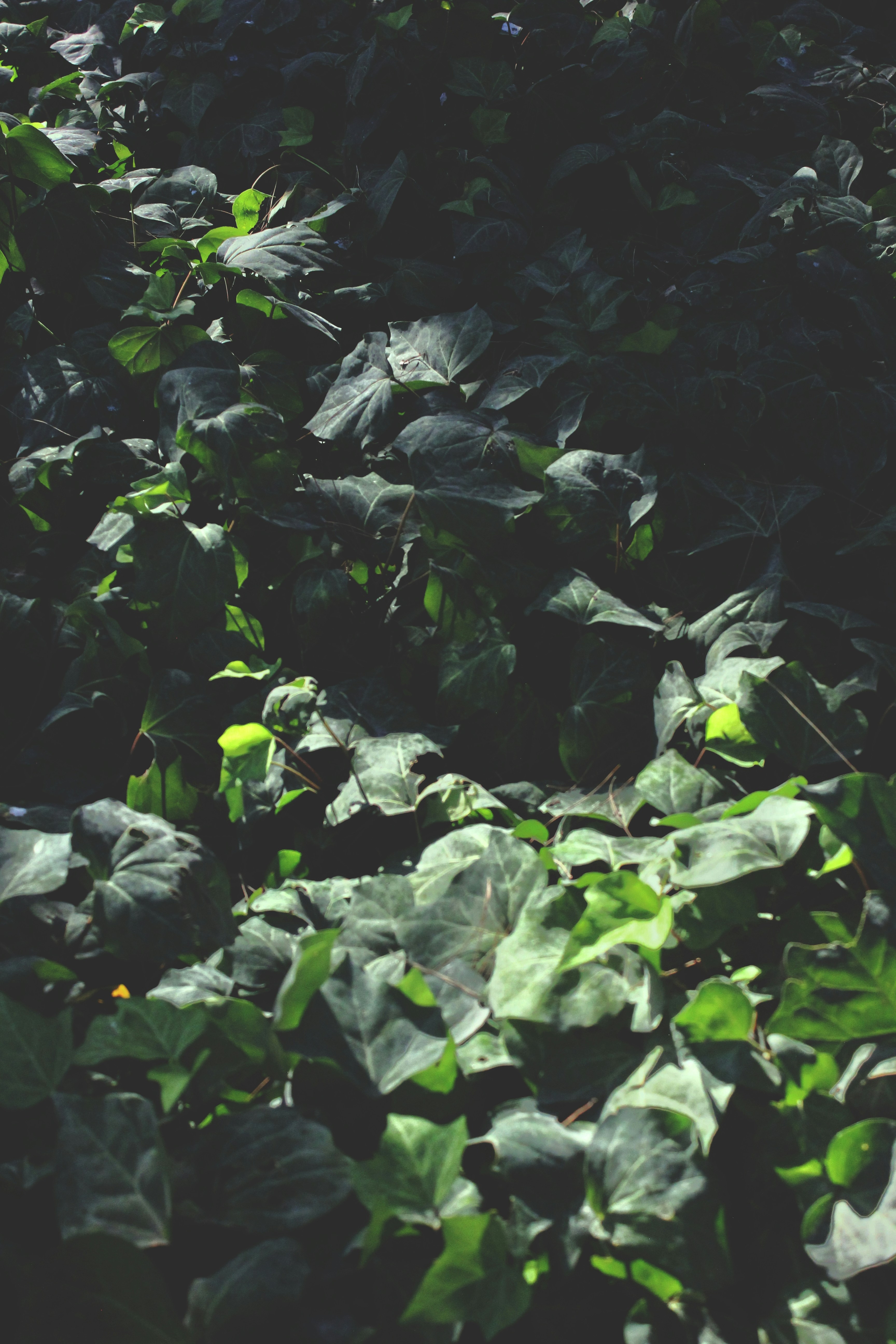 green leaves plant during daytime