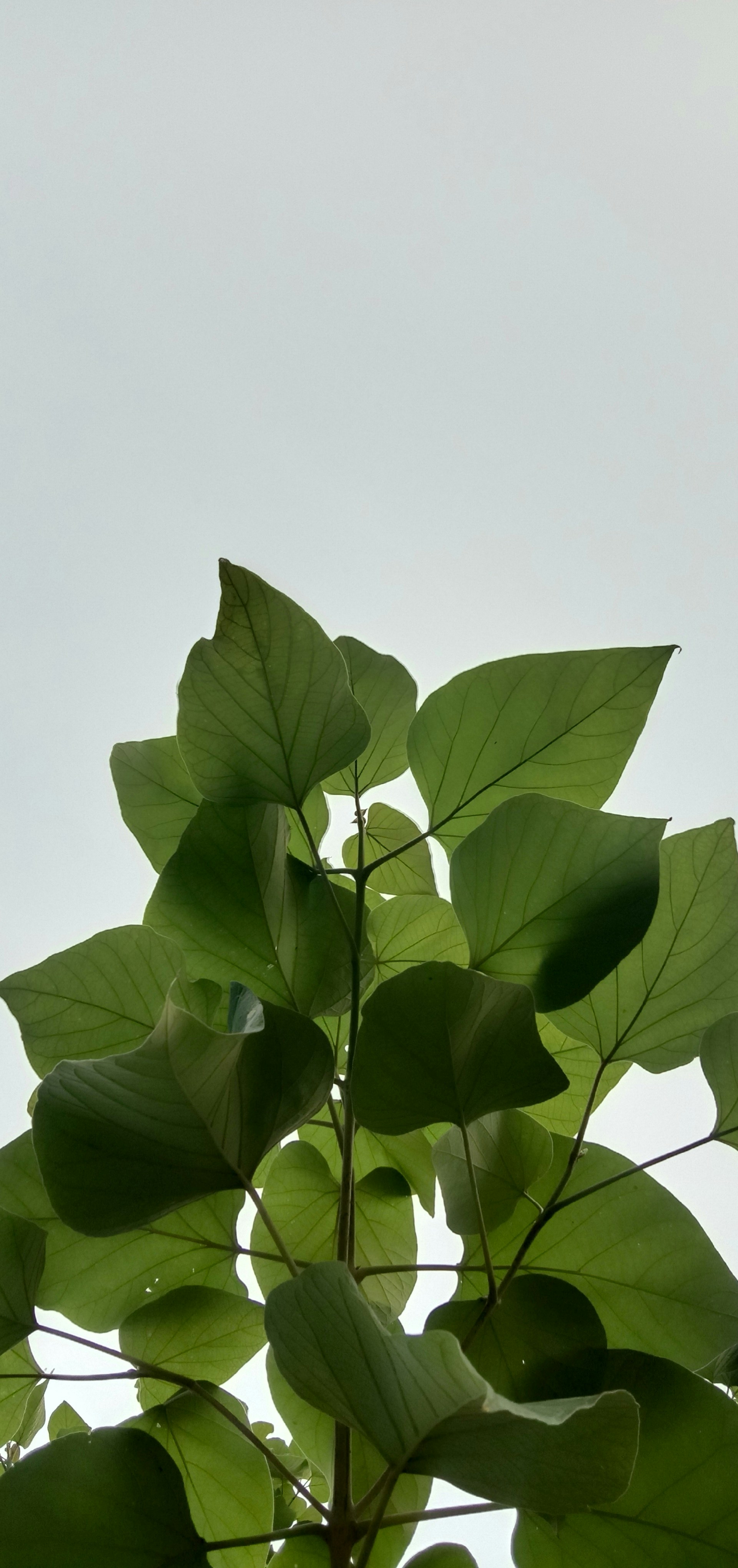 Sample photo from Vivo Y15