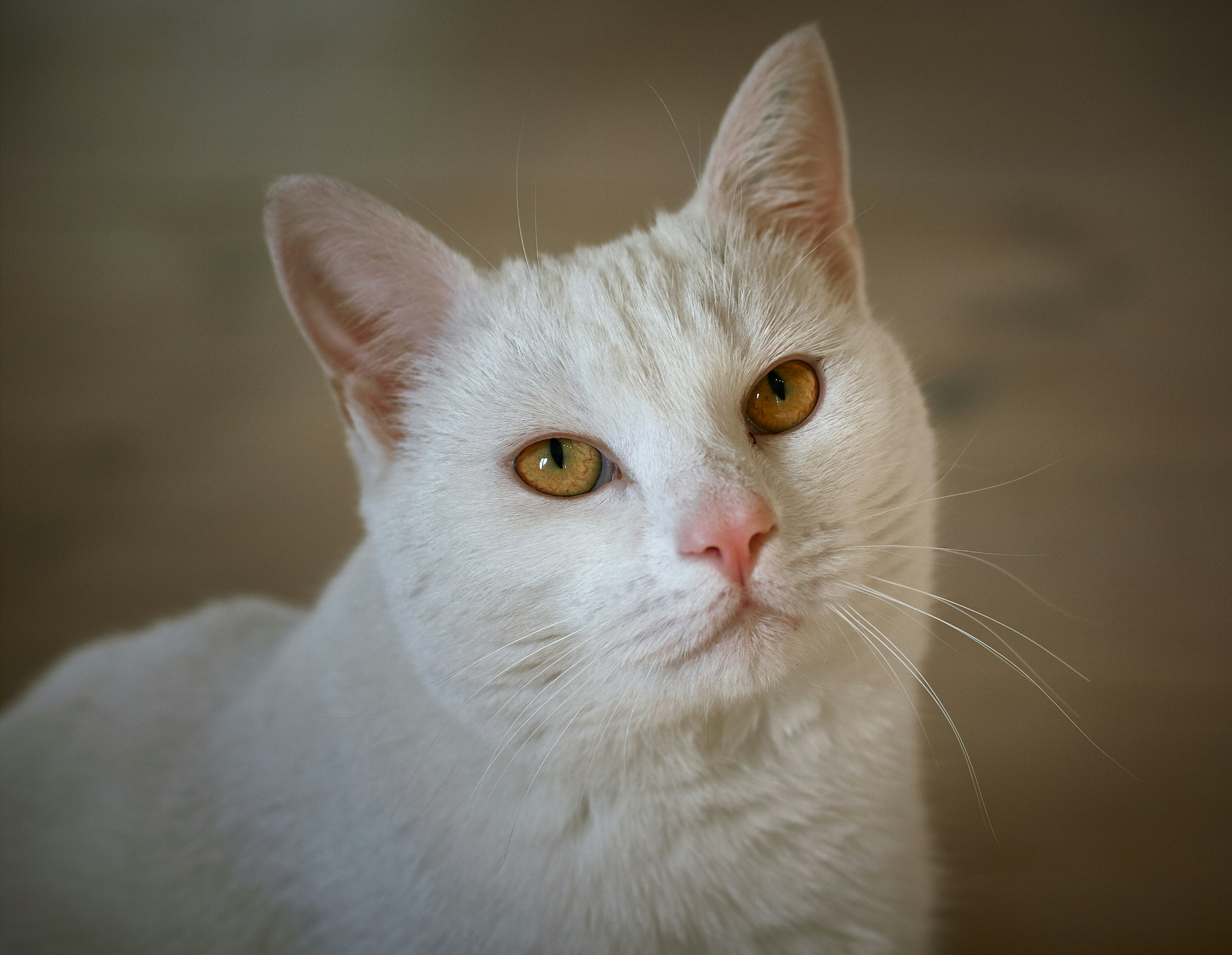 White cat with yellow eyes photo – Free Portrait Image on Unsplash