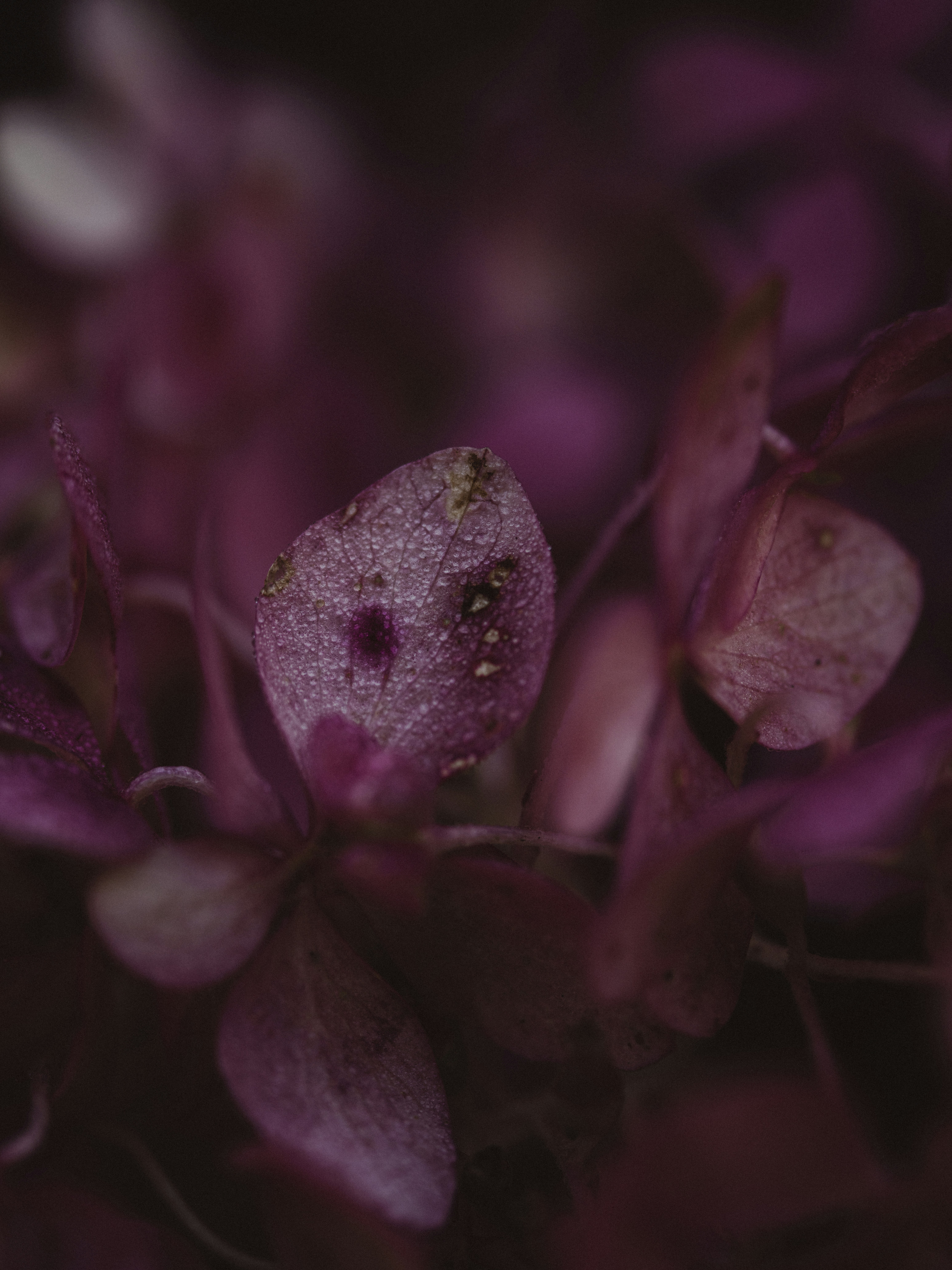 Close-up of delicate purple leaves adorned with droplets, creating an ethereal atmosphere in a soft-focus background.