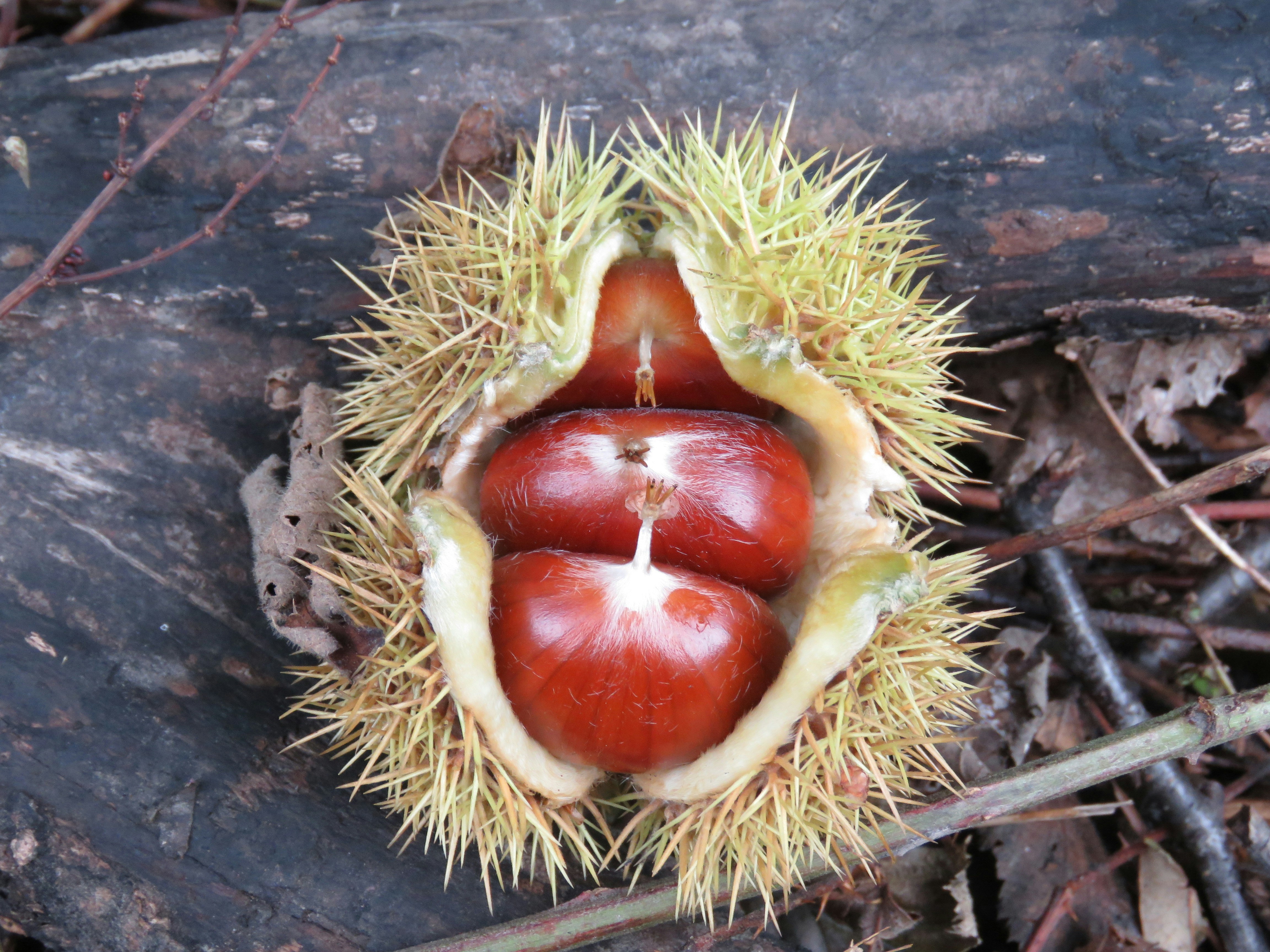 green and brown fruit on black textile