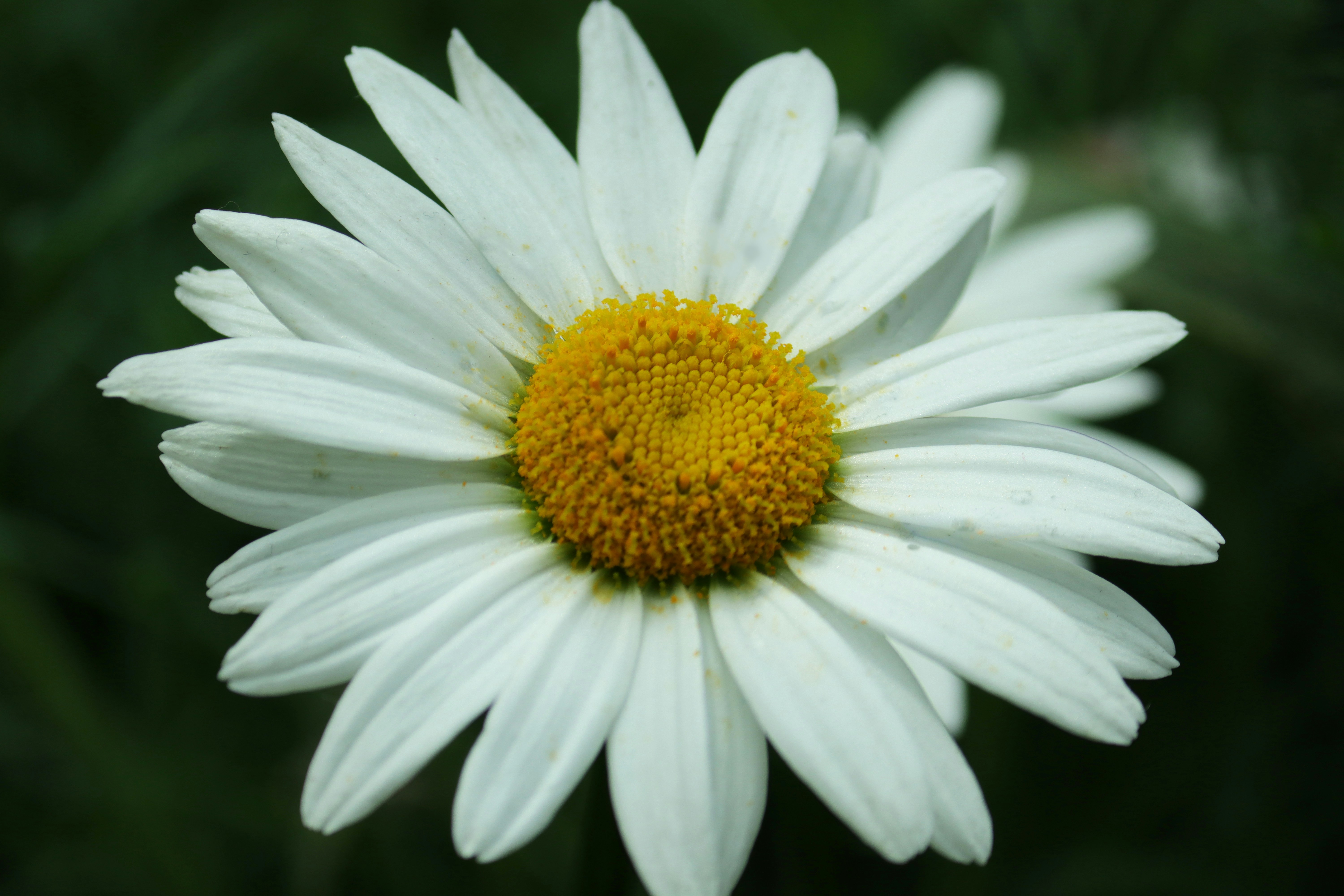 Close-up of a daisy showcasing its vibrant yellow center and delicate white petals against a blurred green background.