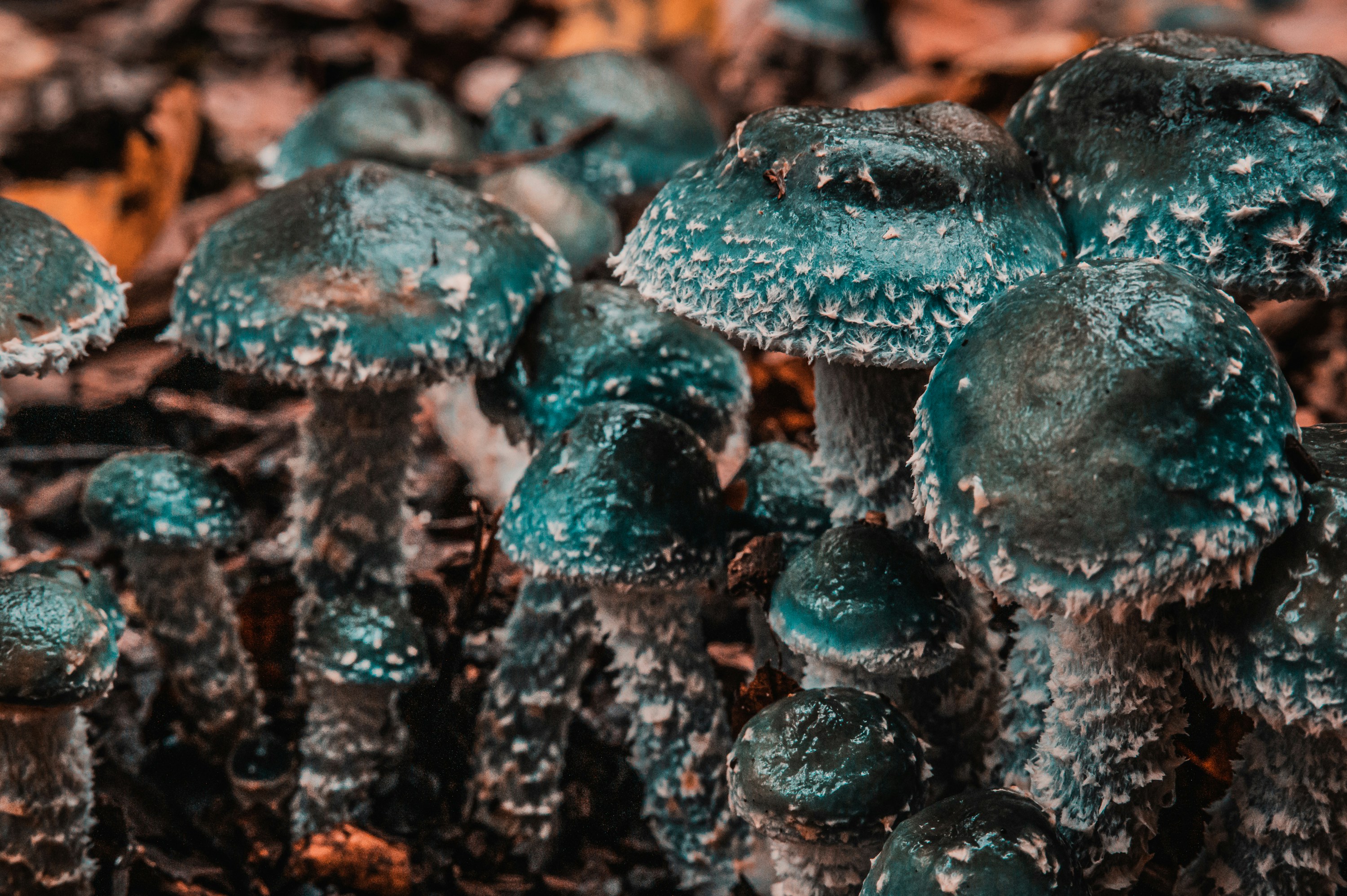 Frost-Kissed Blue-Green Toadstools on a Leaf-Littered Forest Floor