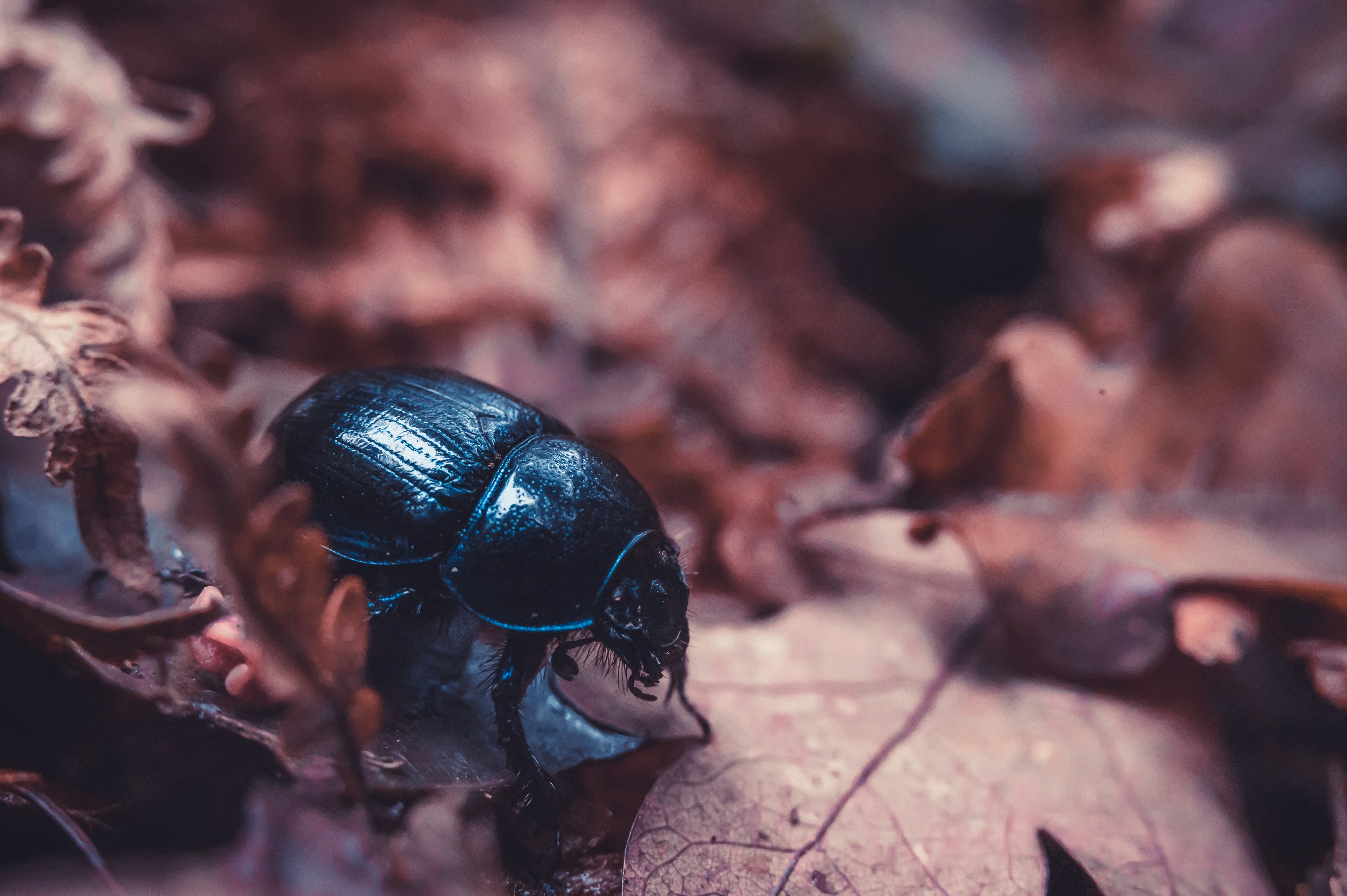 Cobalt Sentinel: Macro Portrait of a Beetle on Autumn Leaves