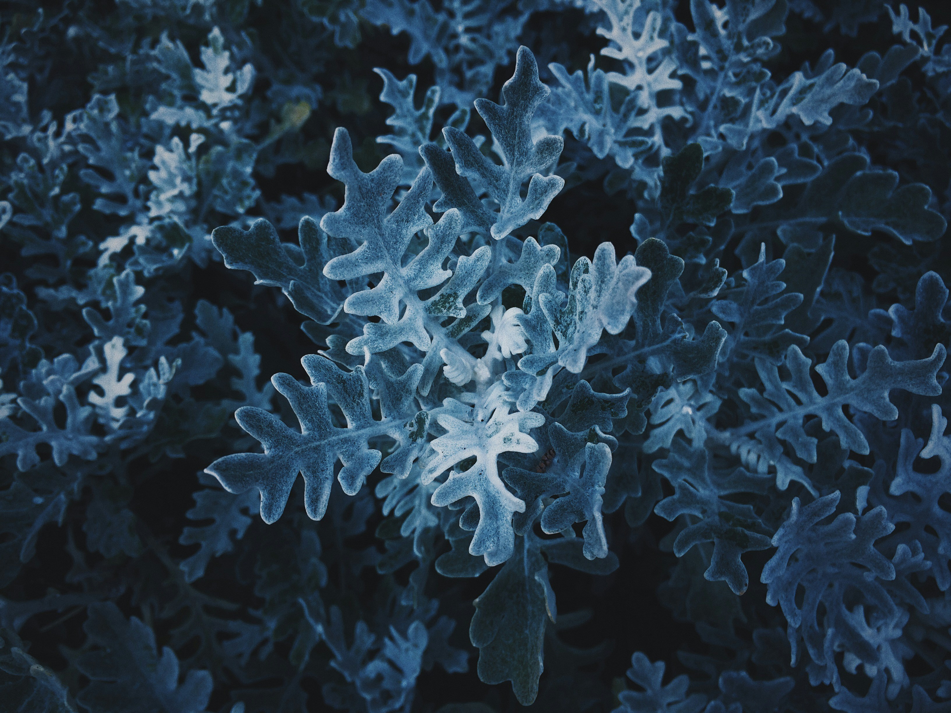 Intricate leaves with a frosted appearance, showcasing a blend of blue and green hues in a natural setting.